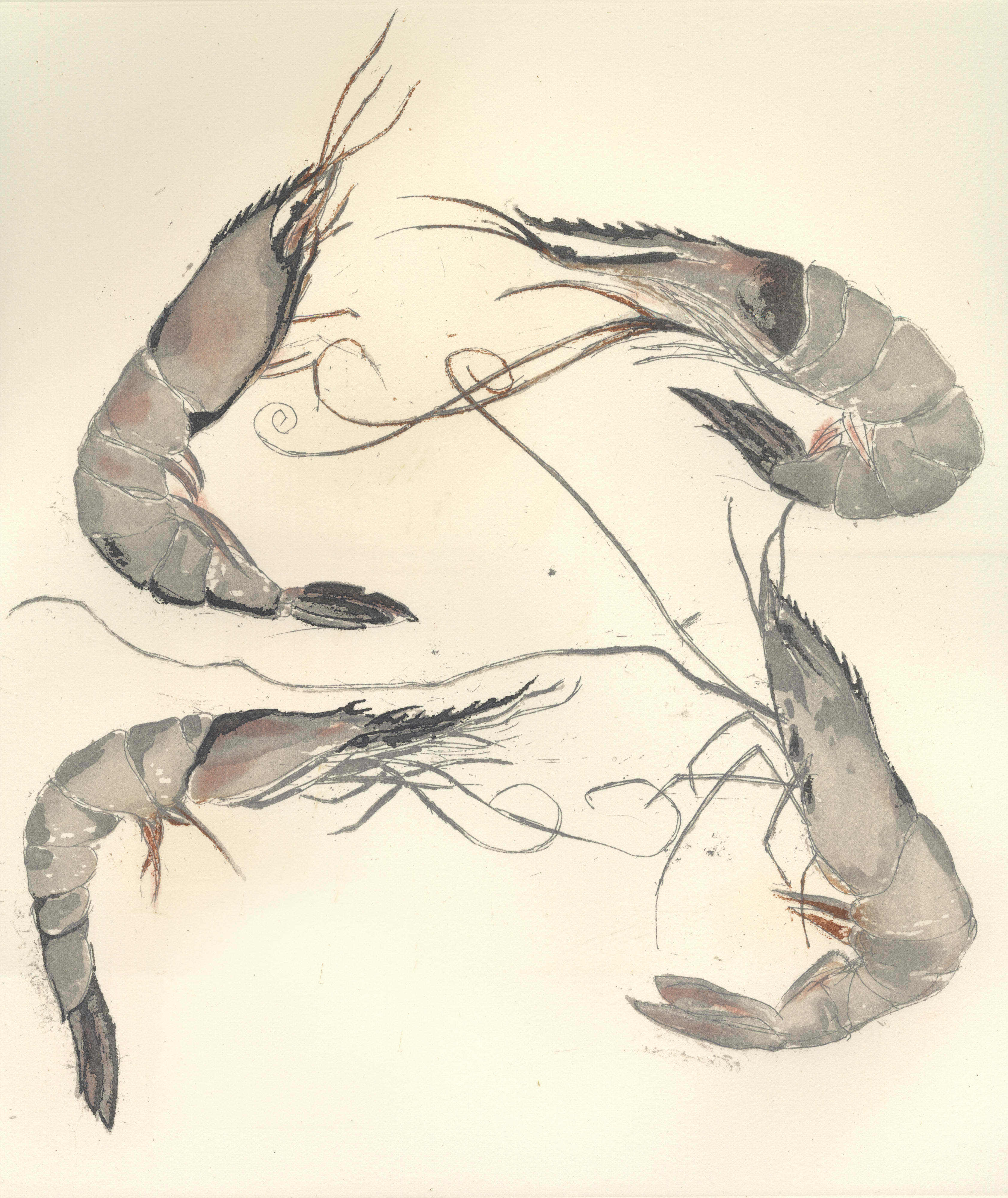 Elizabeth Blackadder, Langoustine, 2012 | shop.glasgowprintstudio.co.uk