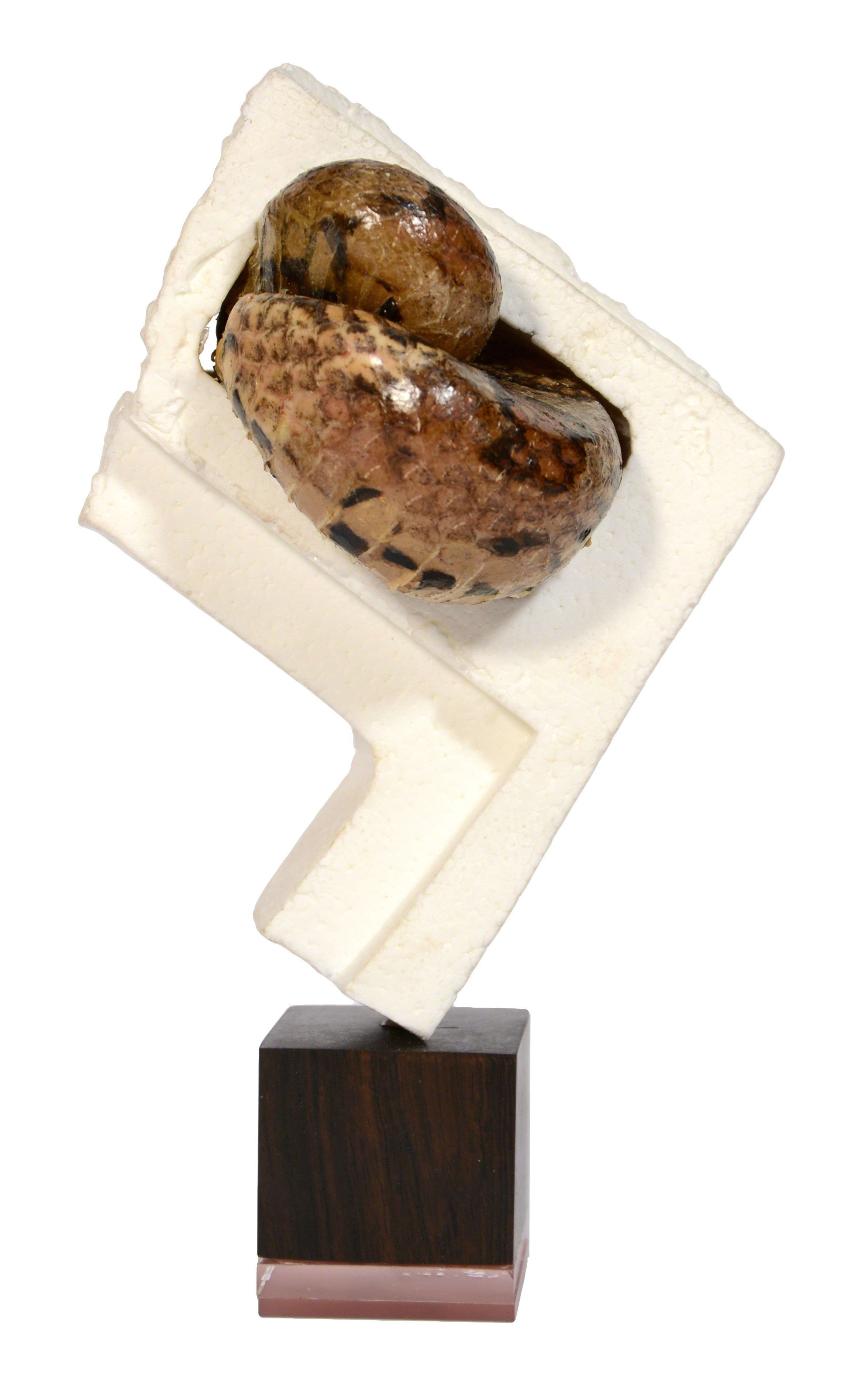 Polly Morgan, Polly Morgan, More than Ever, taxidermy snake, 2017, 2017 ...