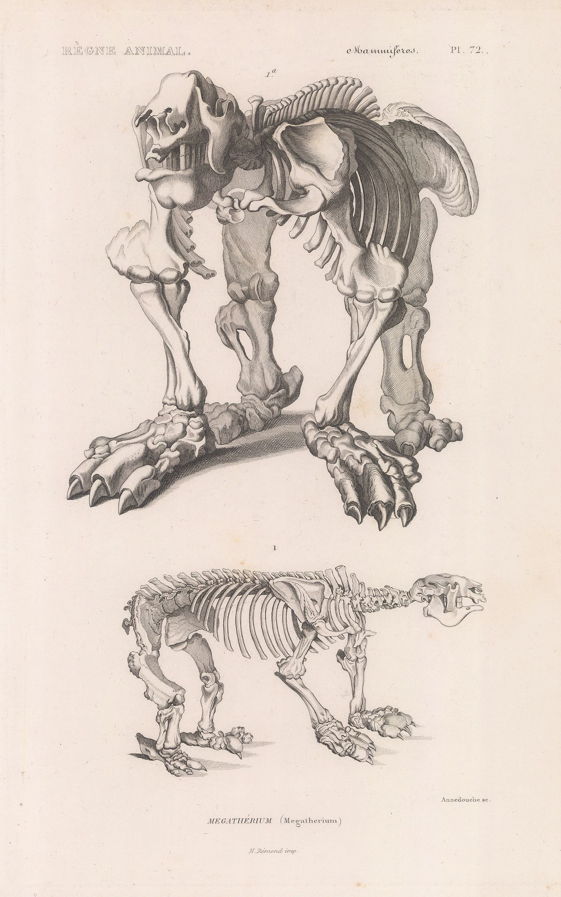 Baron Georges Cuvier, Palaeontology - Megatherium, 1849 | The Map House