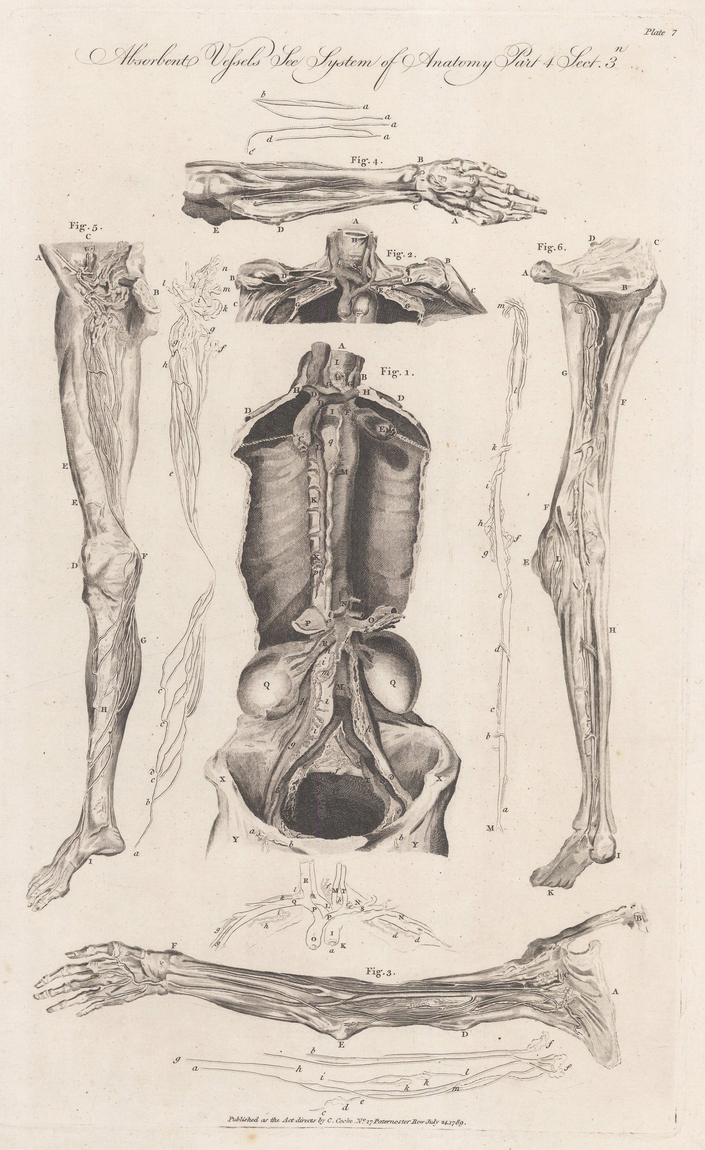 Charles Cooke, Anatomy - Vascular System, 1789 | The Map House