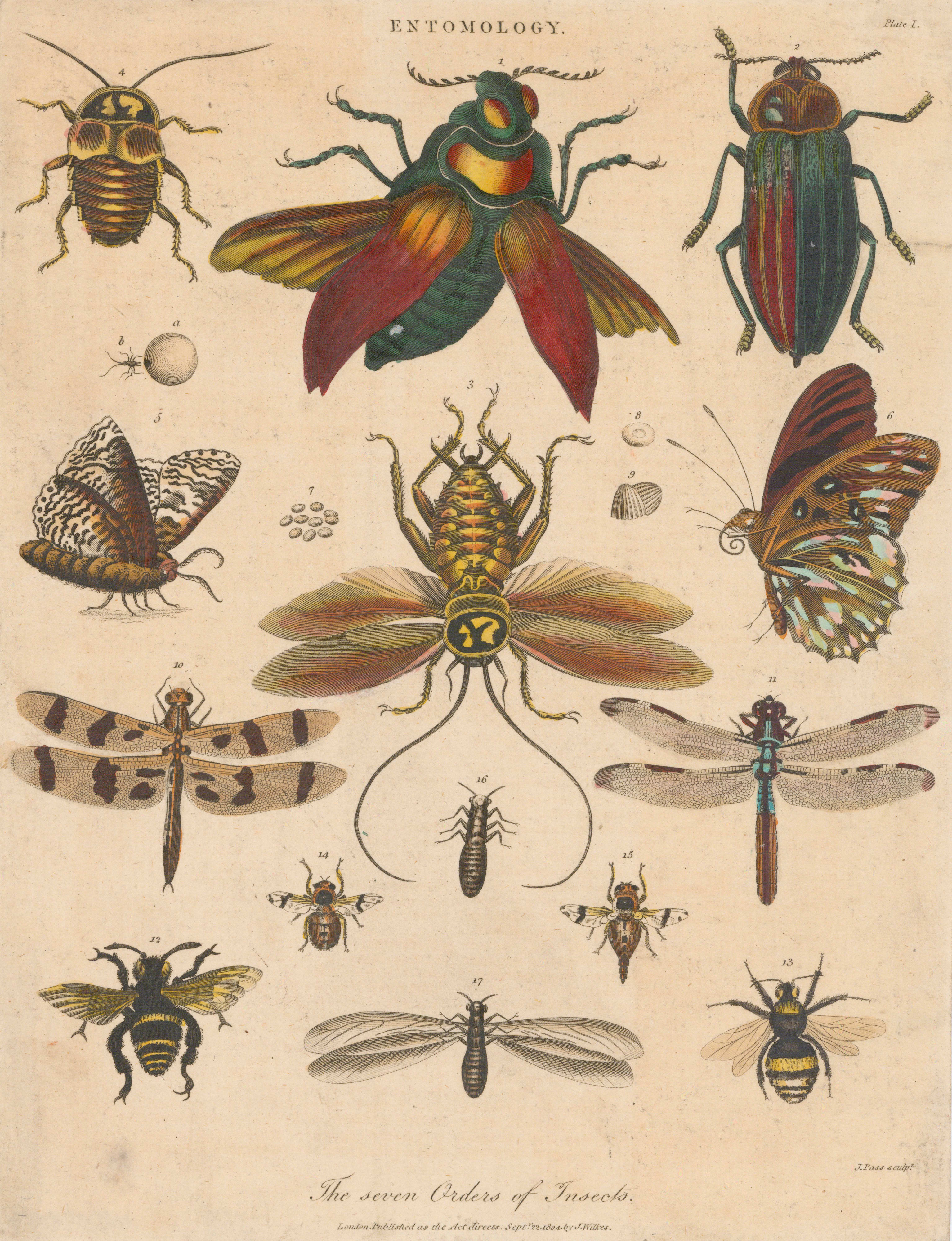 John Wilkes, Insects, 1811 | The Map House
