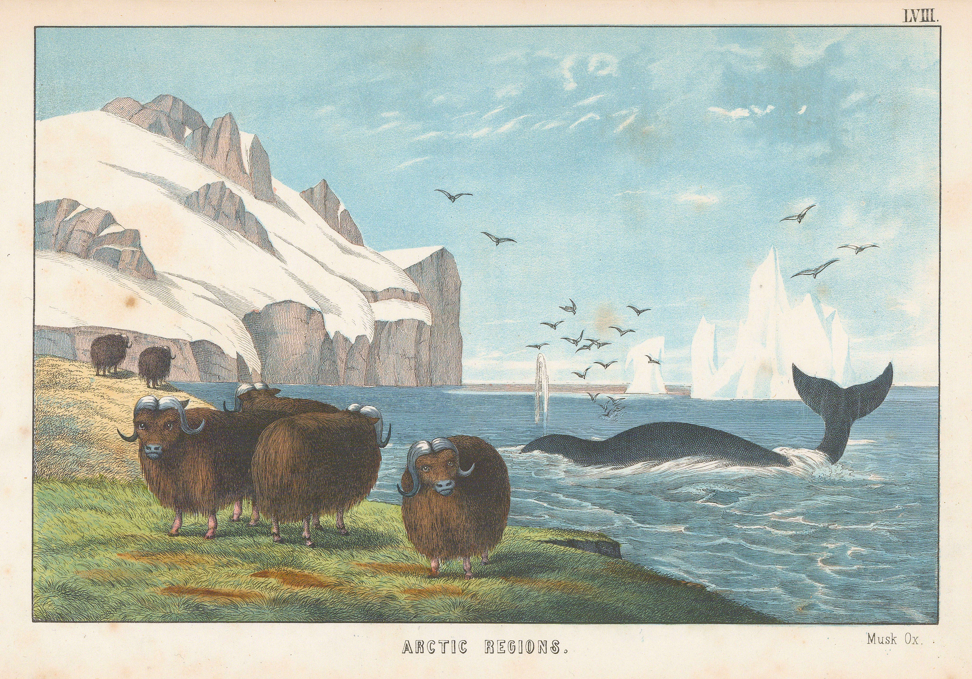Edmonston & Douglas, Arctic - Musk Ox & Sperm whale, 1862 | The Map House