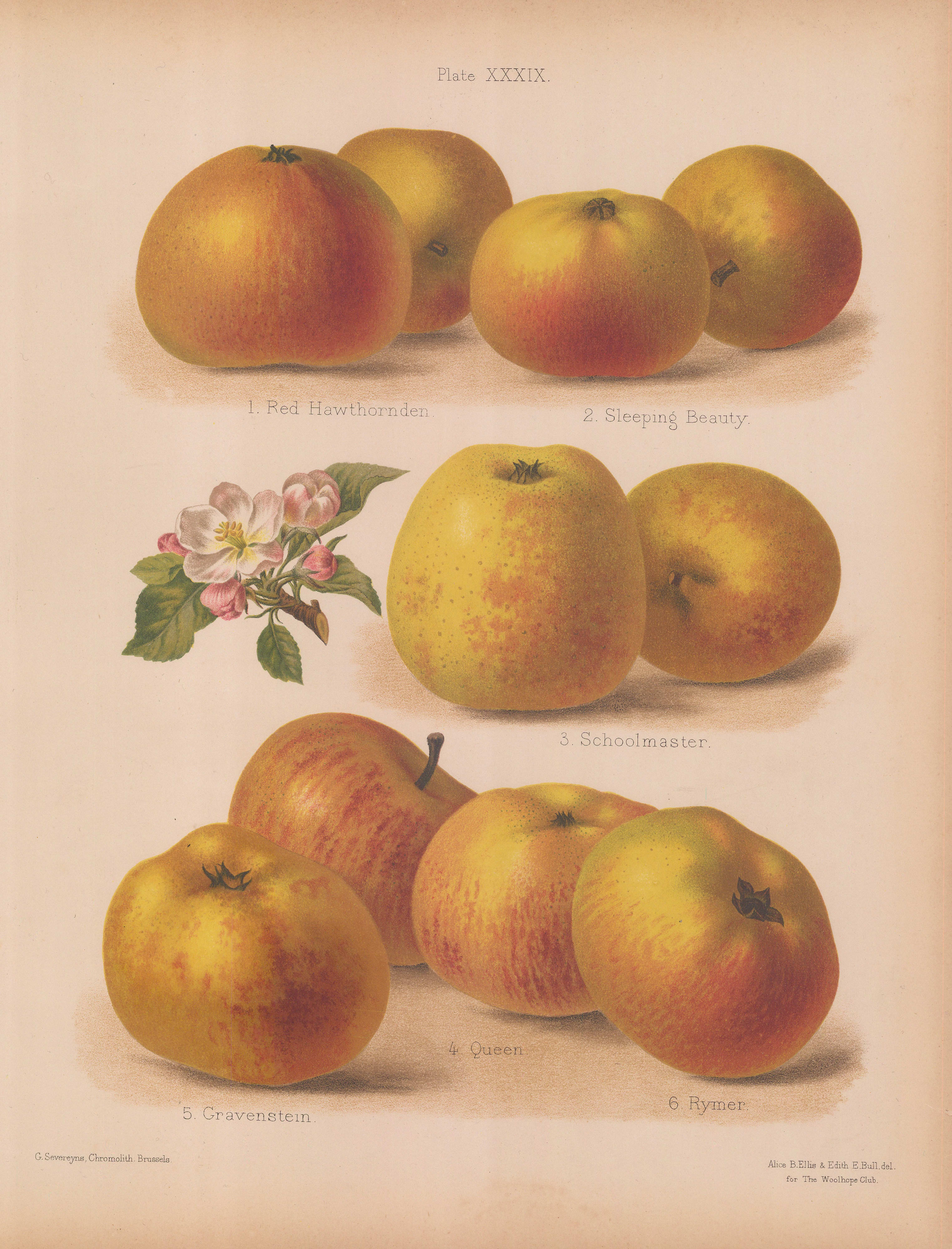 Henry Graves Bull, Apple - Varieties, 1885 | The Map House