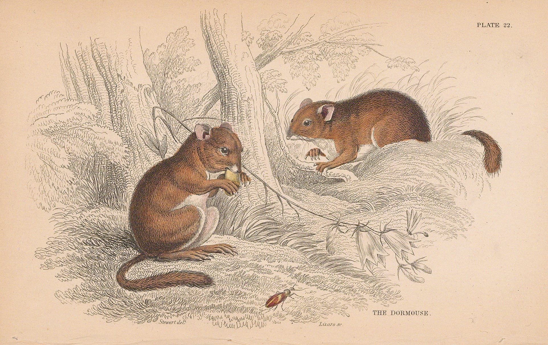 Sir William Jardine, Mouse - Hazel Dormouse, 1838 | The Map House