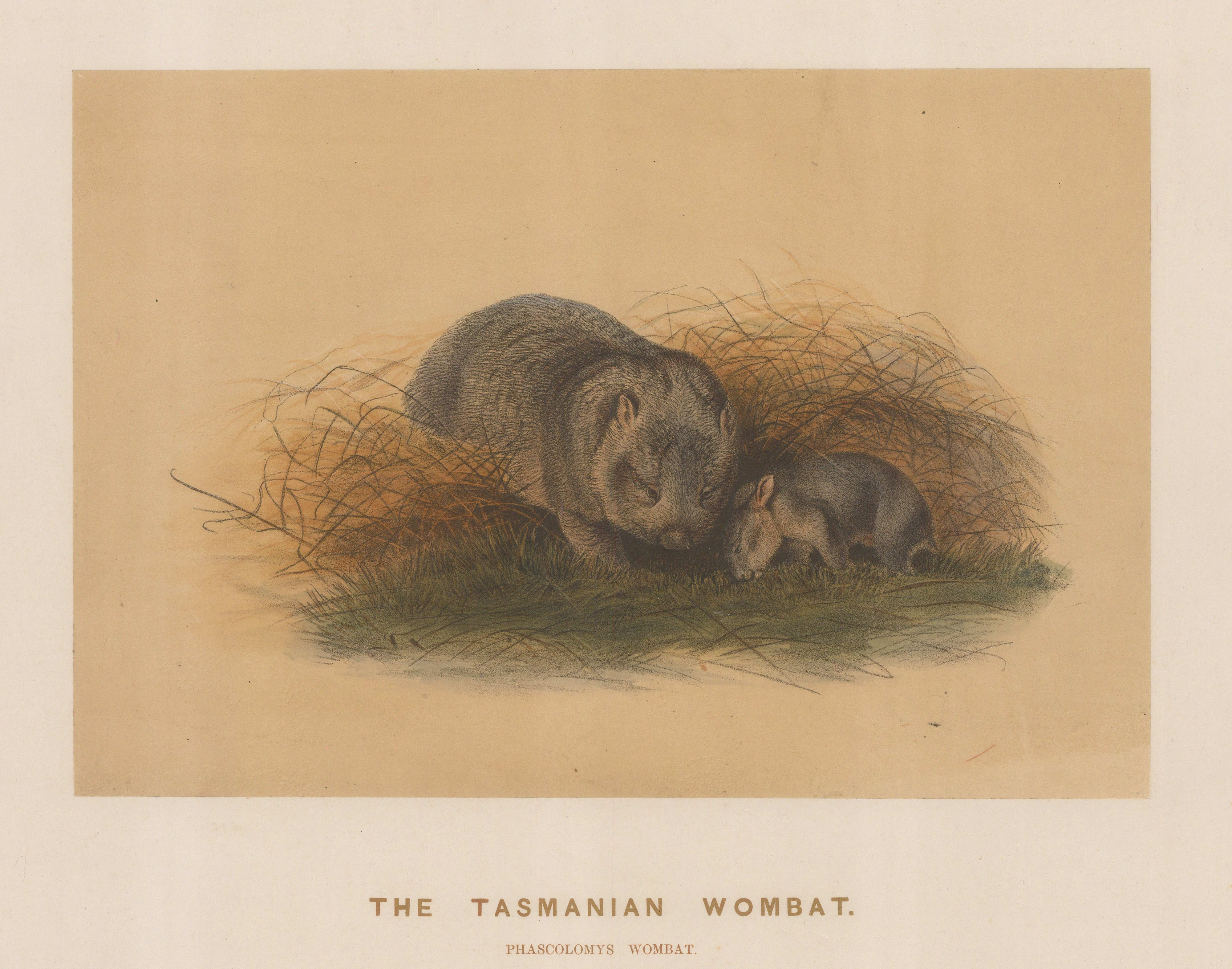 Joseph Wolf, Wombat - Tasmanian Wombat, 1861 | The Map House