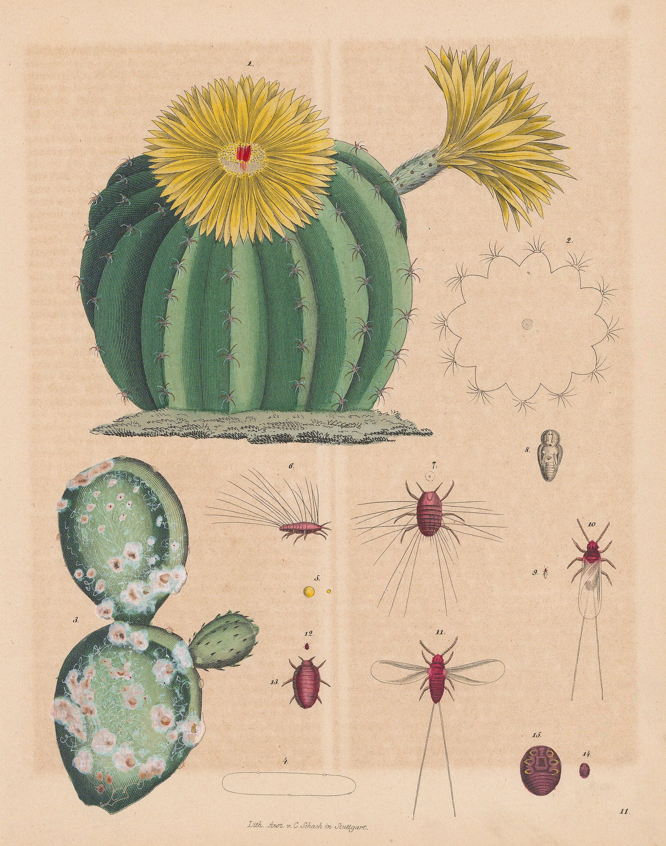Carl Hoffmann, Cactus, 1842 | The Map House