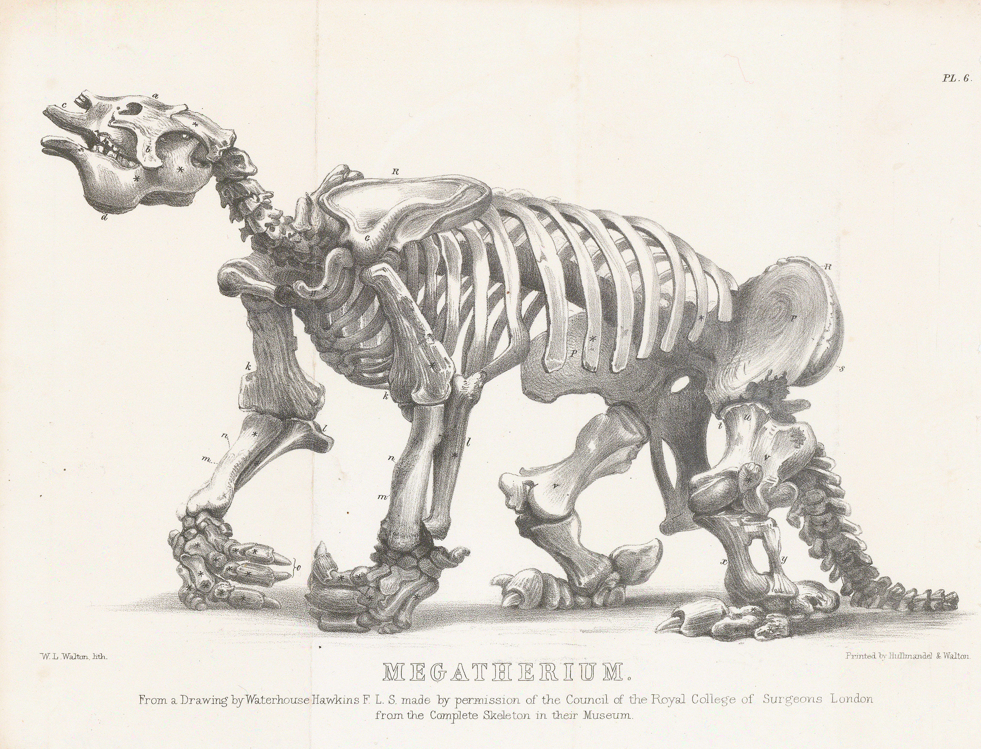 William Buckland, Paleontology - Megatherium, 1858 | The Map House