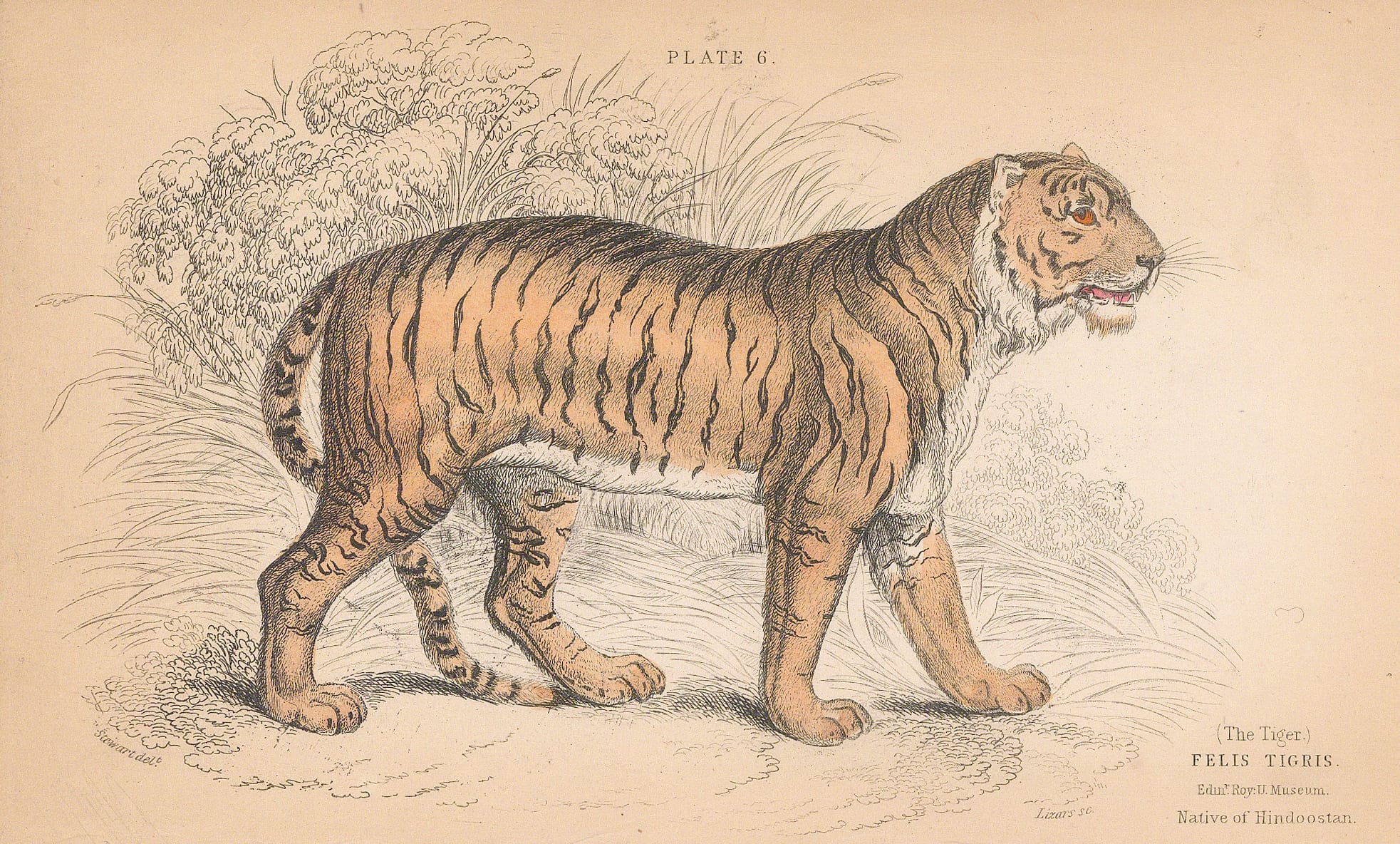 Sir William Jardine, Tiger, 1834 | The Map House