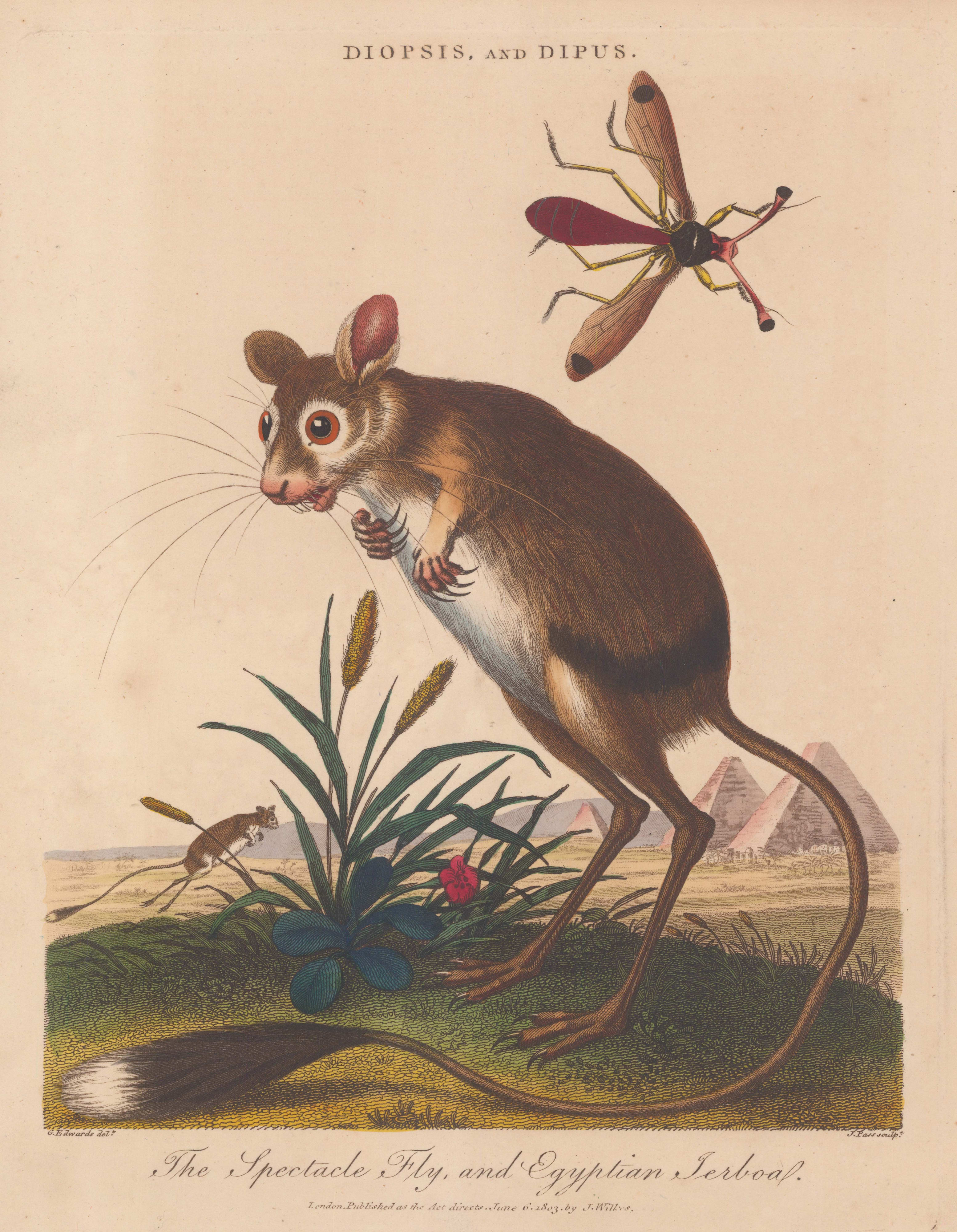 John Wilkes, Jerboa - Egyptian Jerboa, 1810 | The Map House