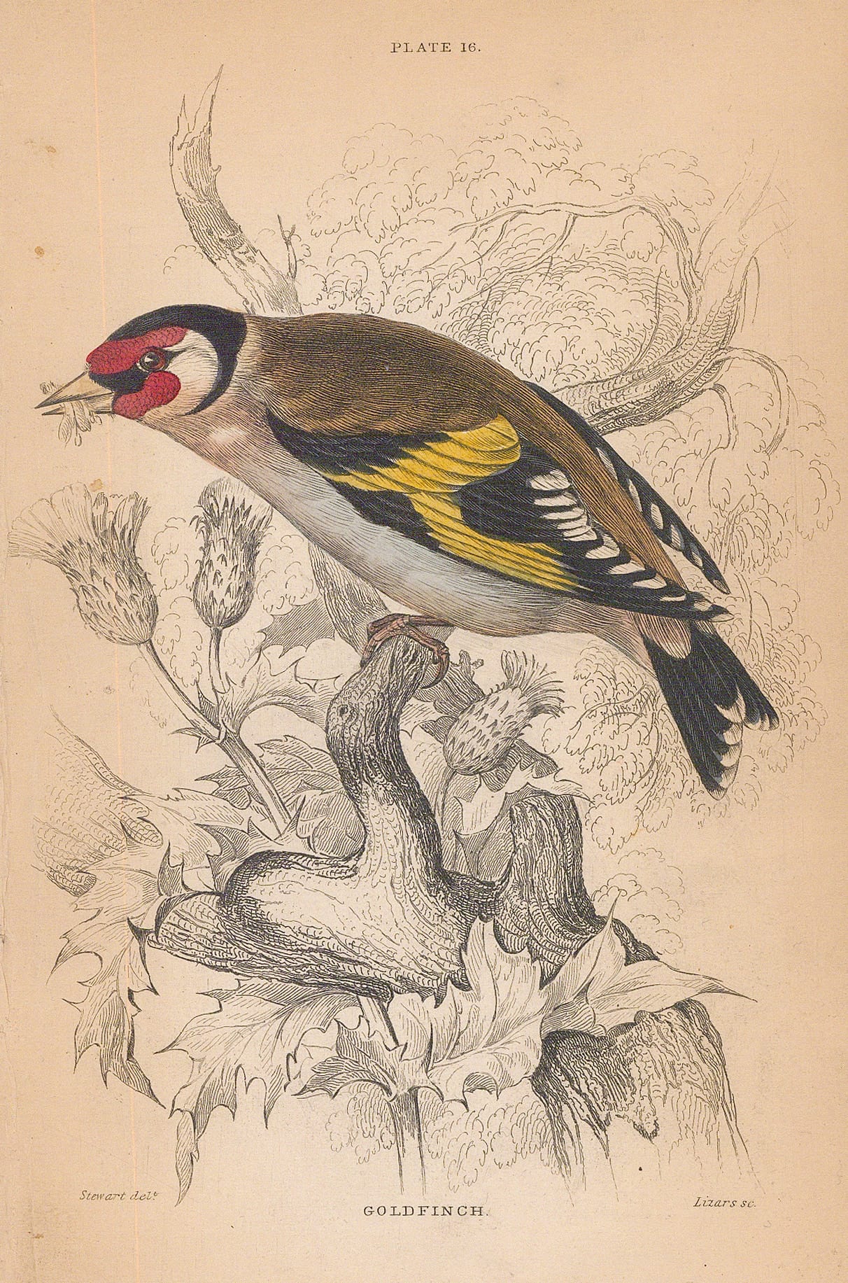 Sir William Jardine, Finch - Goldfinch, 1866 | The Map House