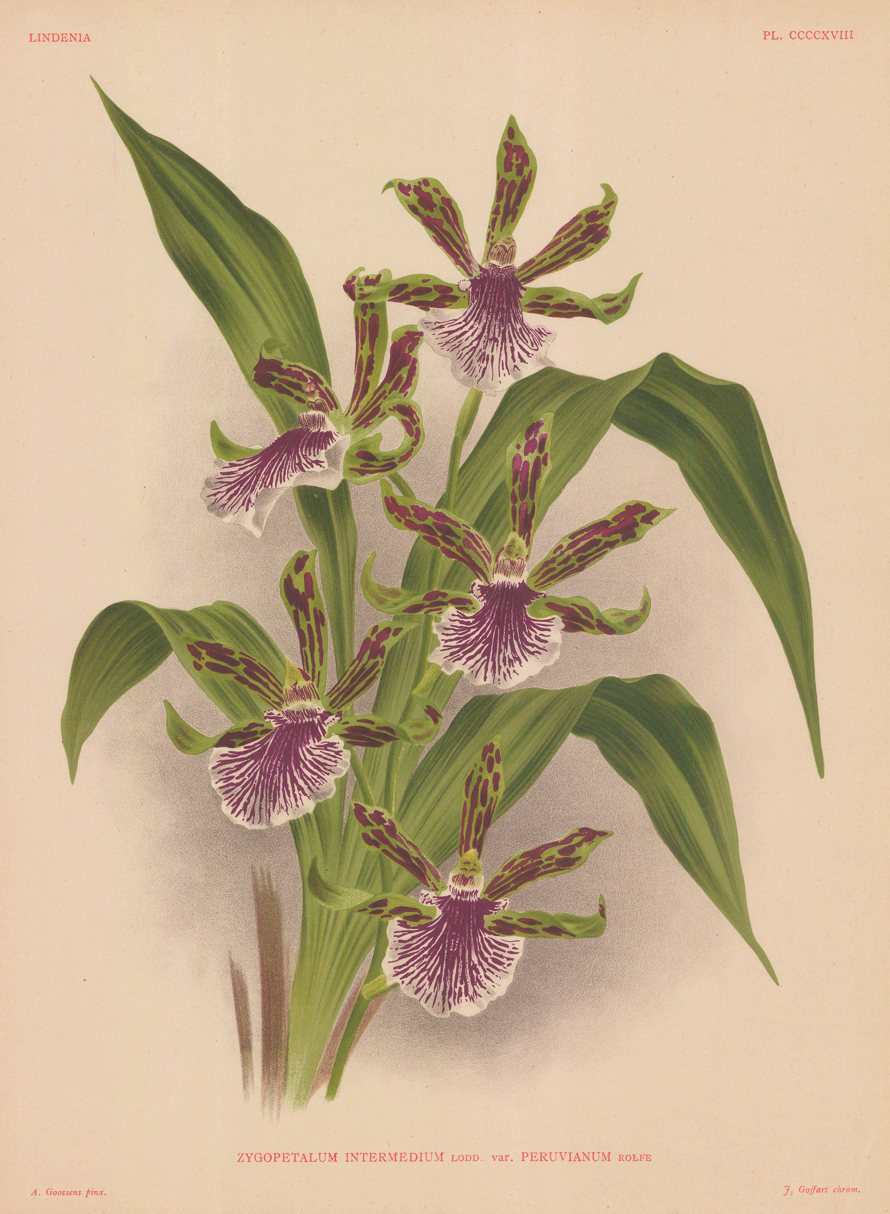 Jean Jules & Lucien Linden, Orchid, 1892 | The Map House