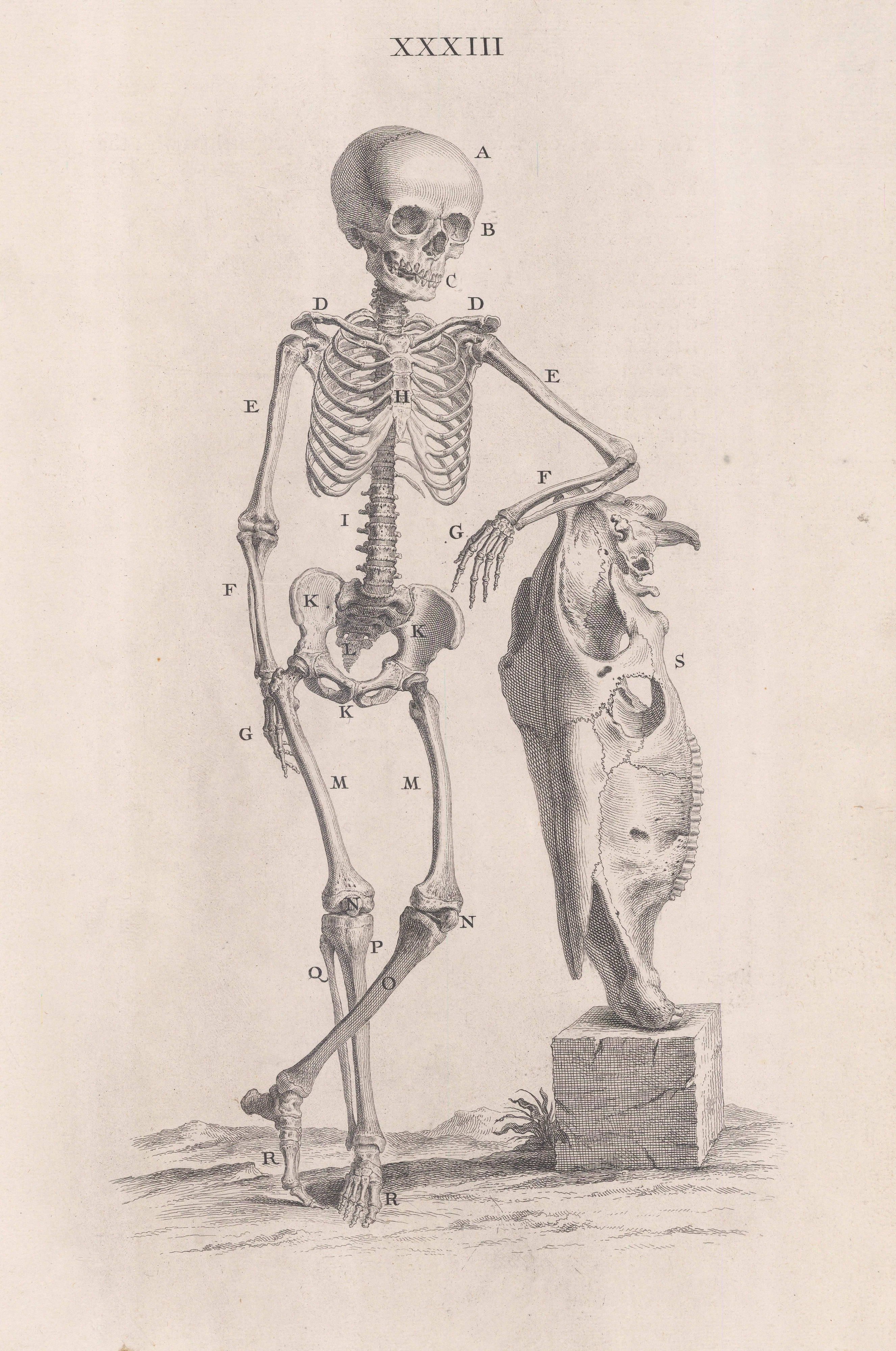 William Cheselden, Anatomy - Skeleton, 1733 | The Map House