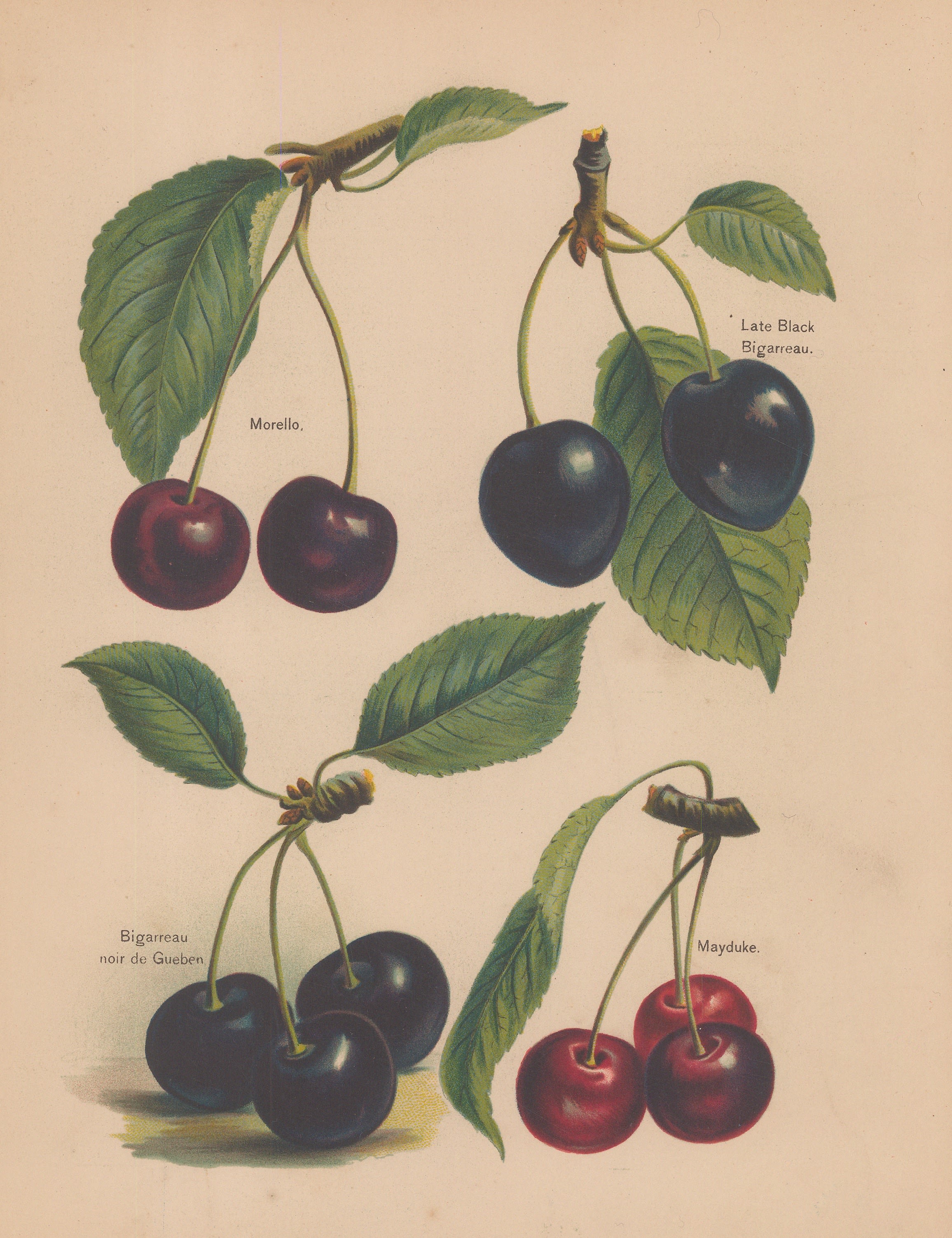 John Wright, Cherries, 1891 | The Map House