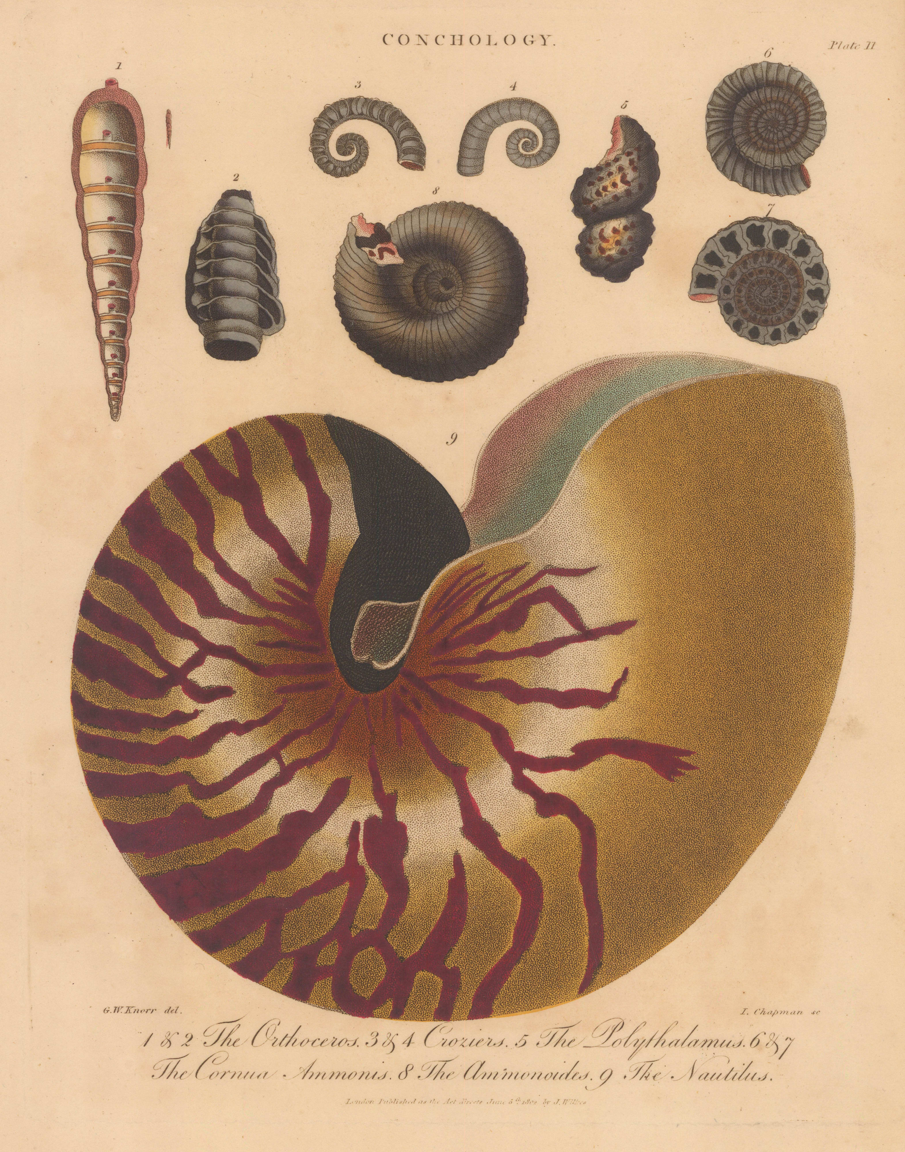 John Wilkes, Shells - Nautilus, 1829 | The Map House