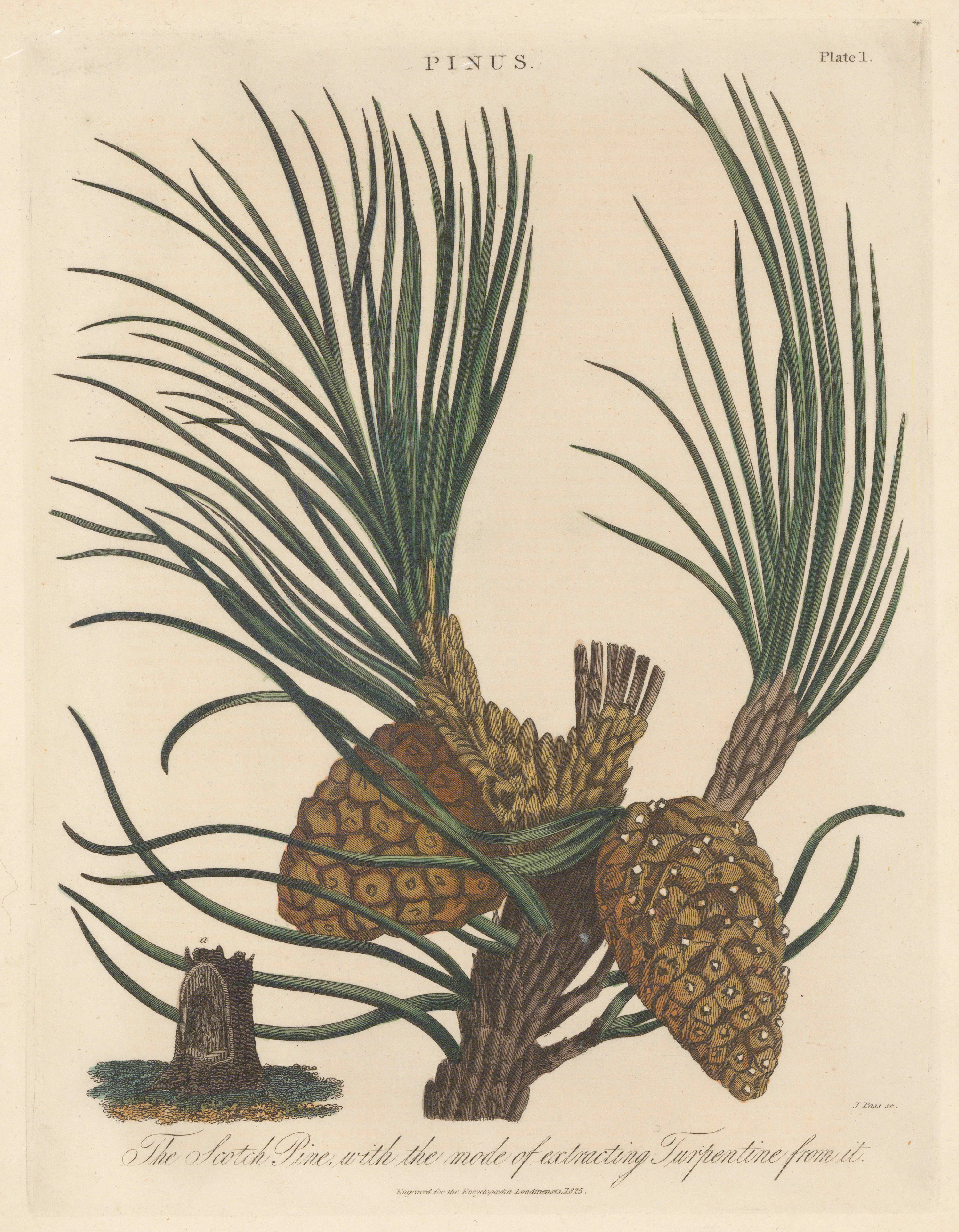 John Wilkes, Scotch Pine, 1829 | The Map House