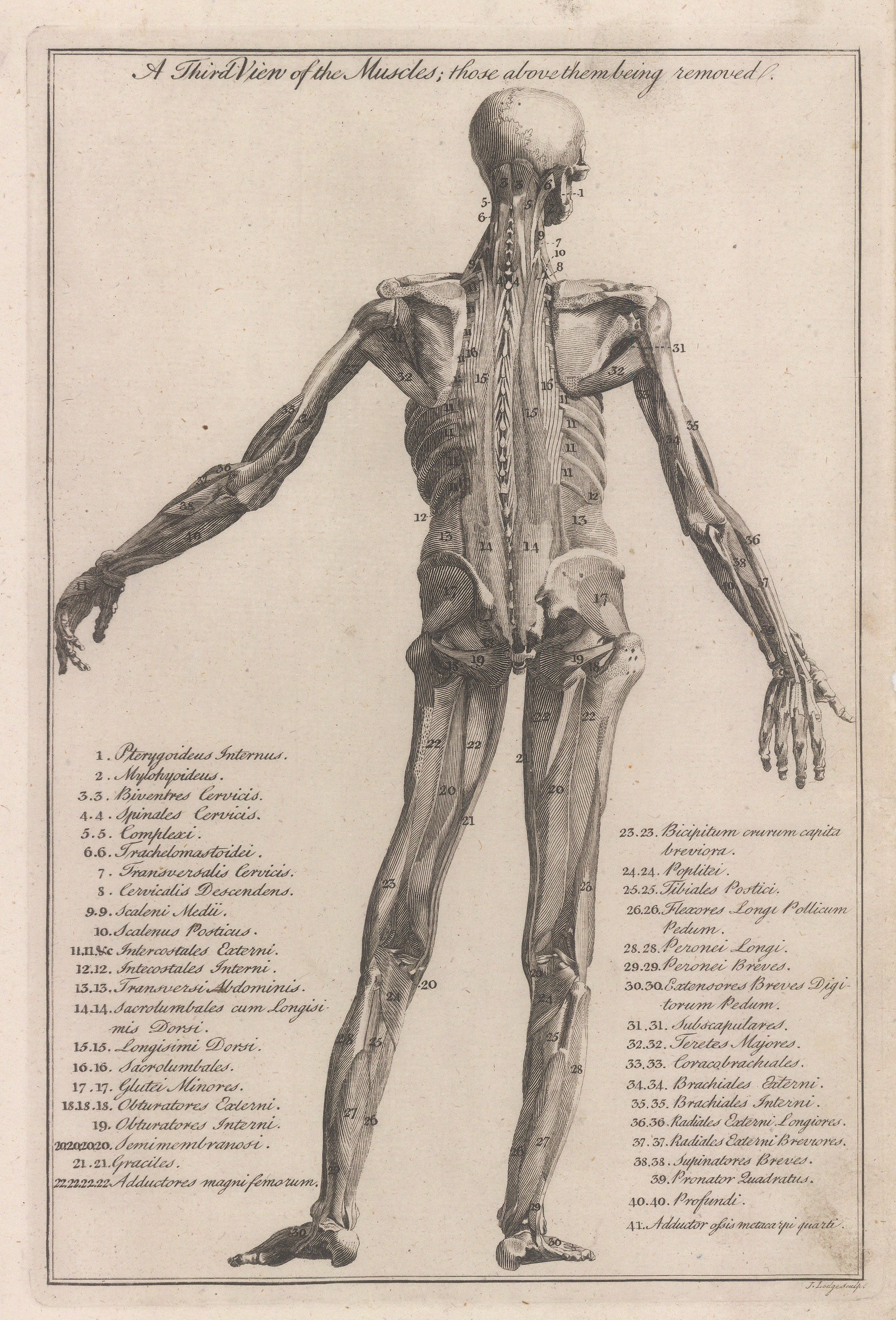 Dr George Motherby, Anatomy - Myology, 1775 | The Map House