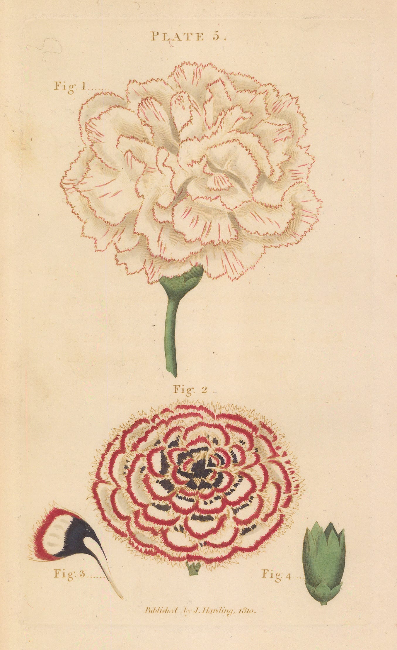 James Maddock, Carnation, 1822 | The Map House