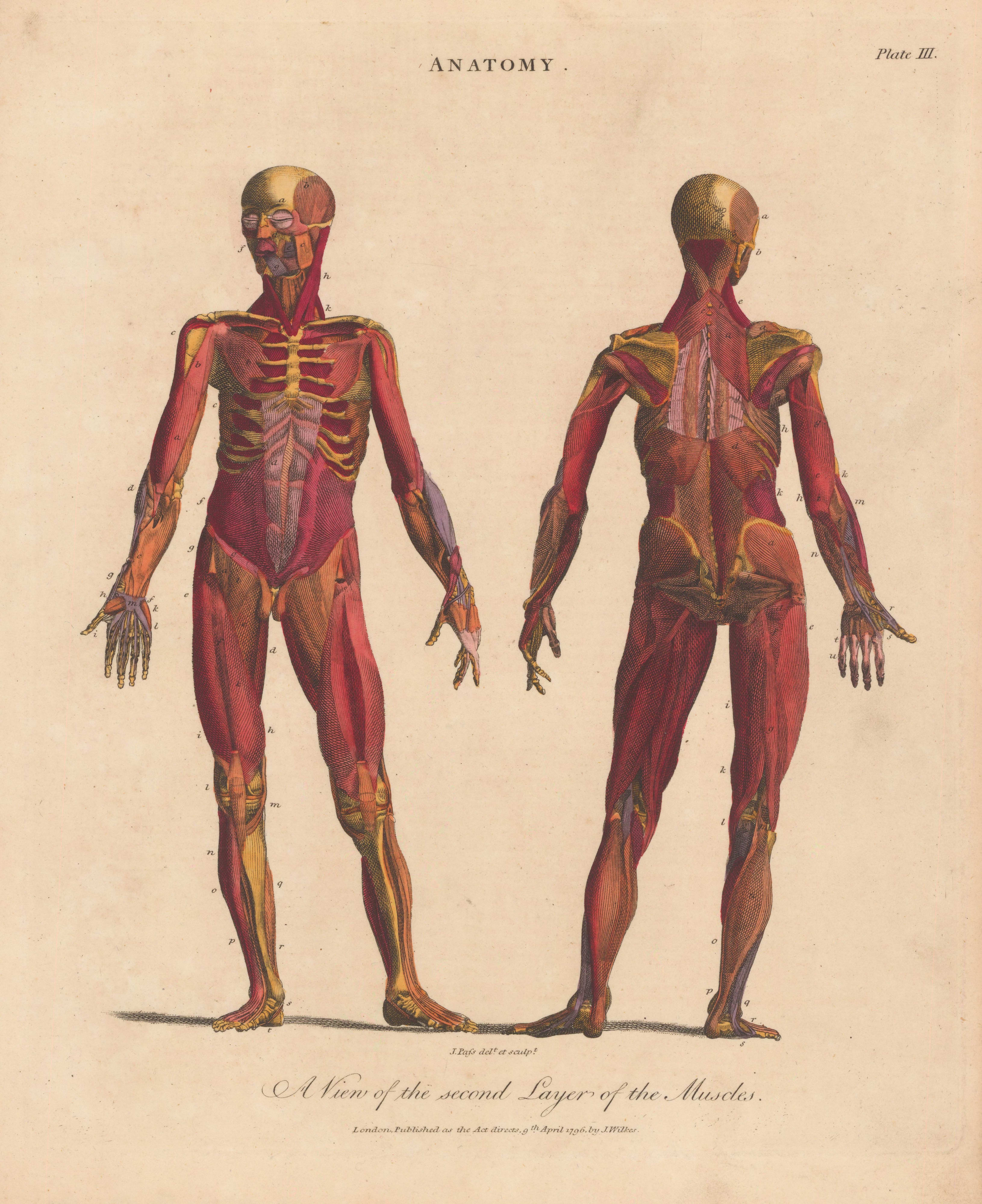 John Wilkes, Anatomy - Myology, 1829 | The Map House