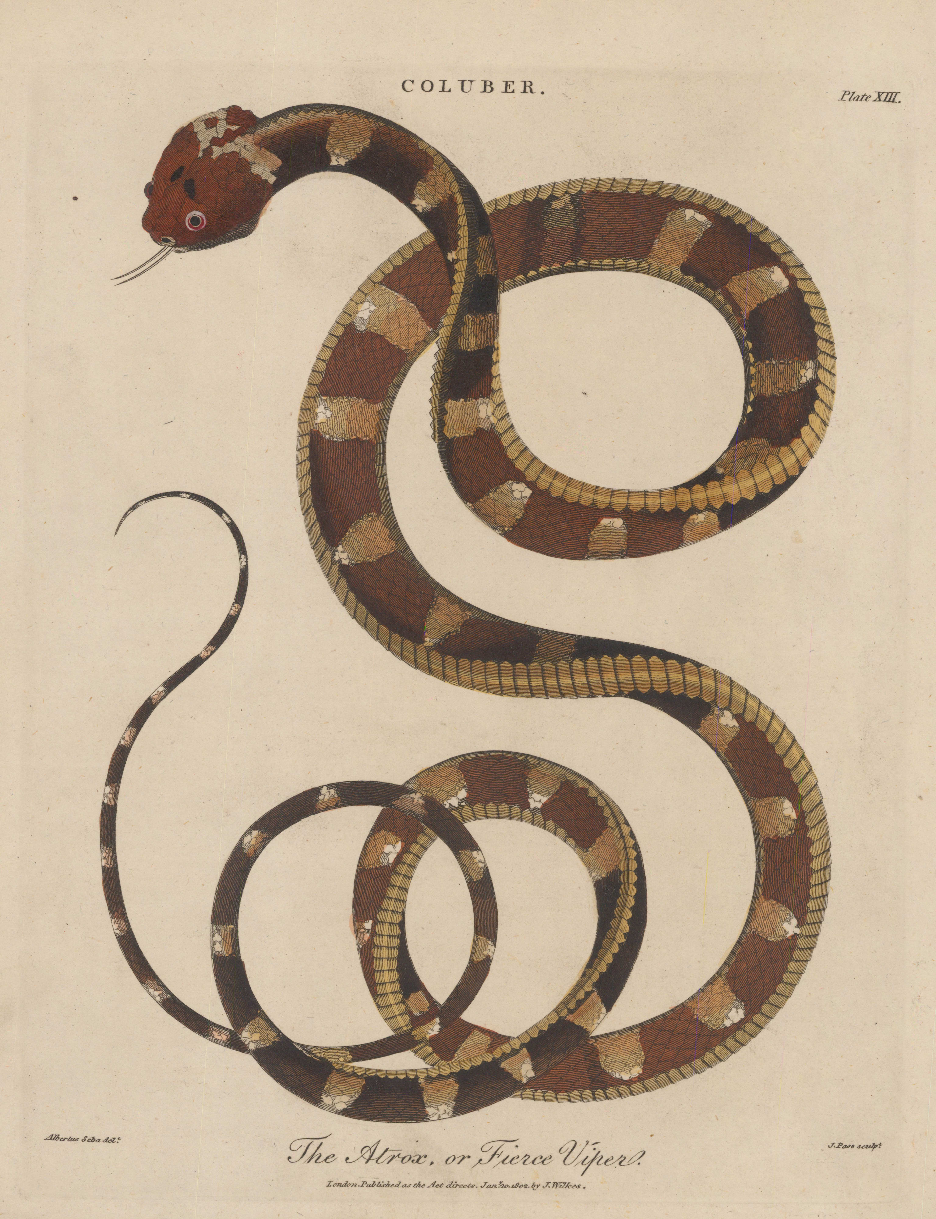 John Wilkes, Snake - Fierce Viper , 1810 | The Map House