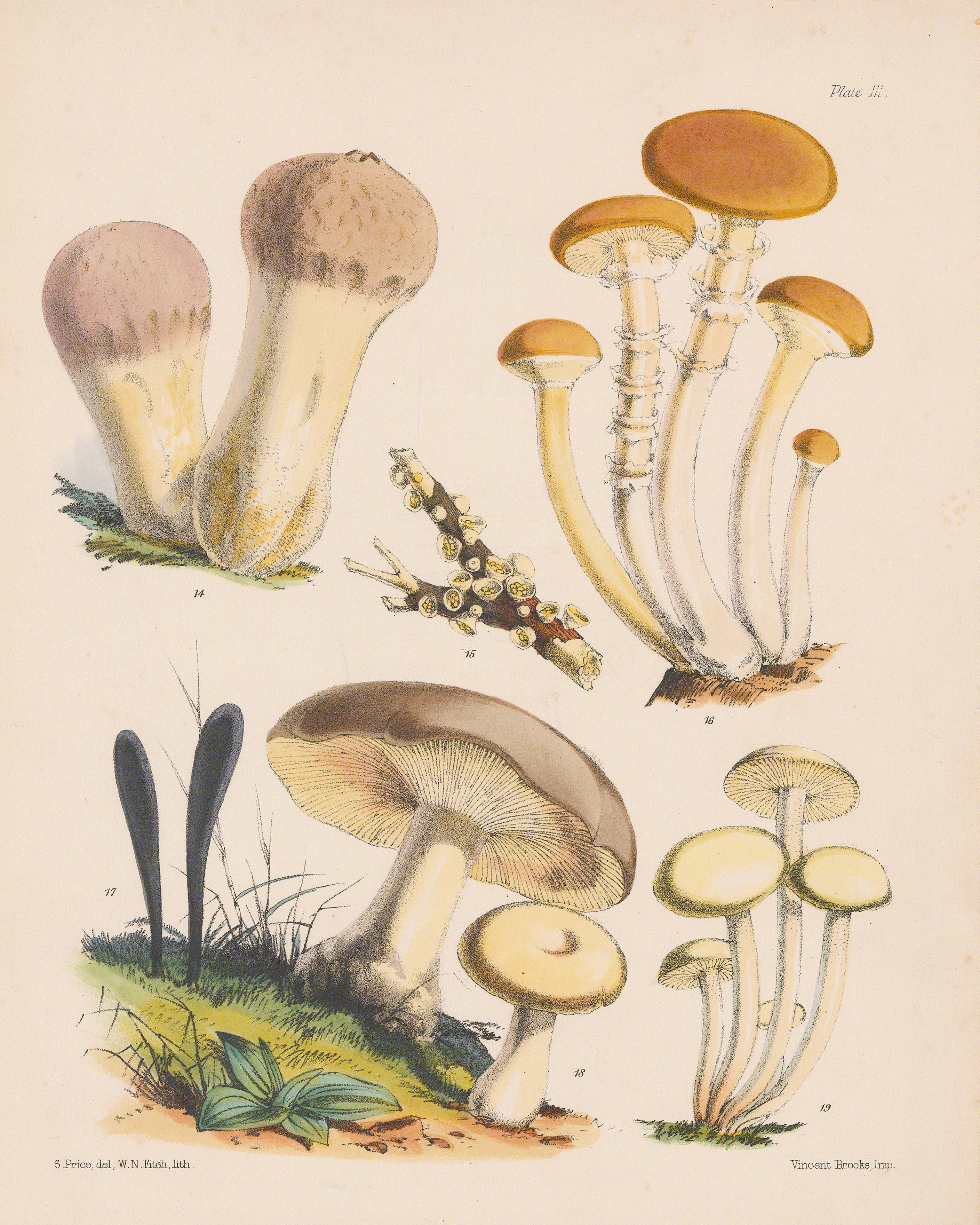 Sarah Price, British Fungi, 1864 | The Map House