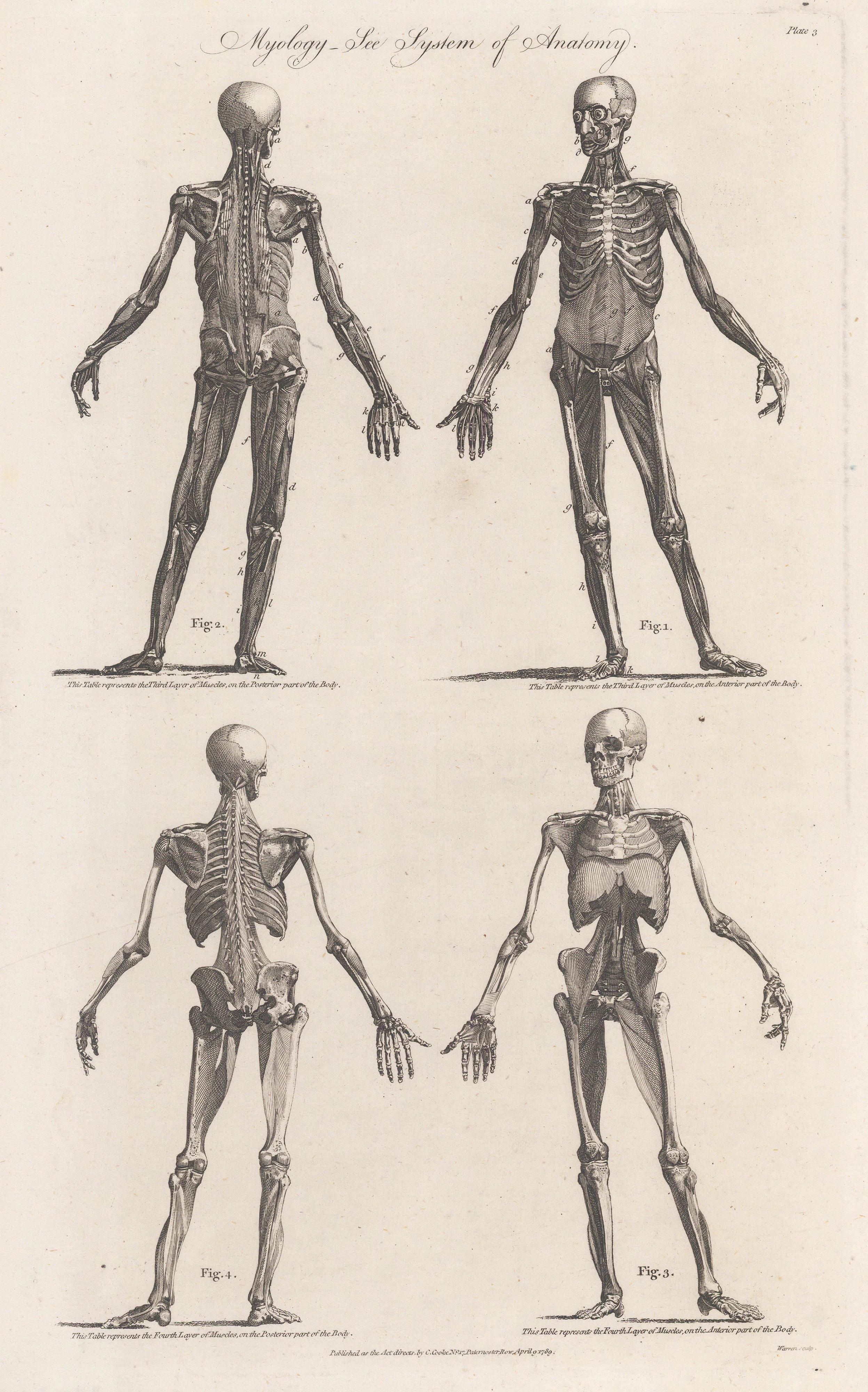 Charles Cooke, Anatomy - Myology, 1789 | The Map House