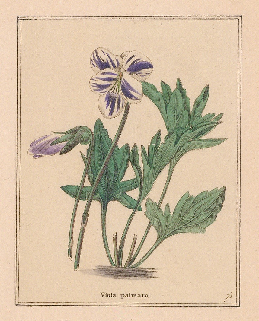 Benjamin Maund, Wood Violet, 1832 c | The Map House