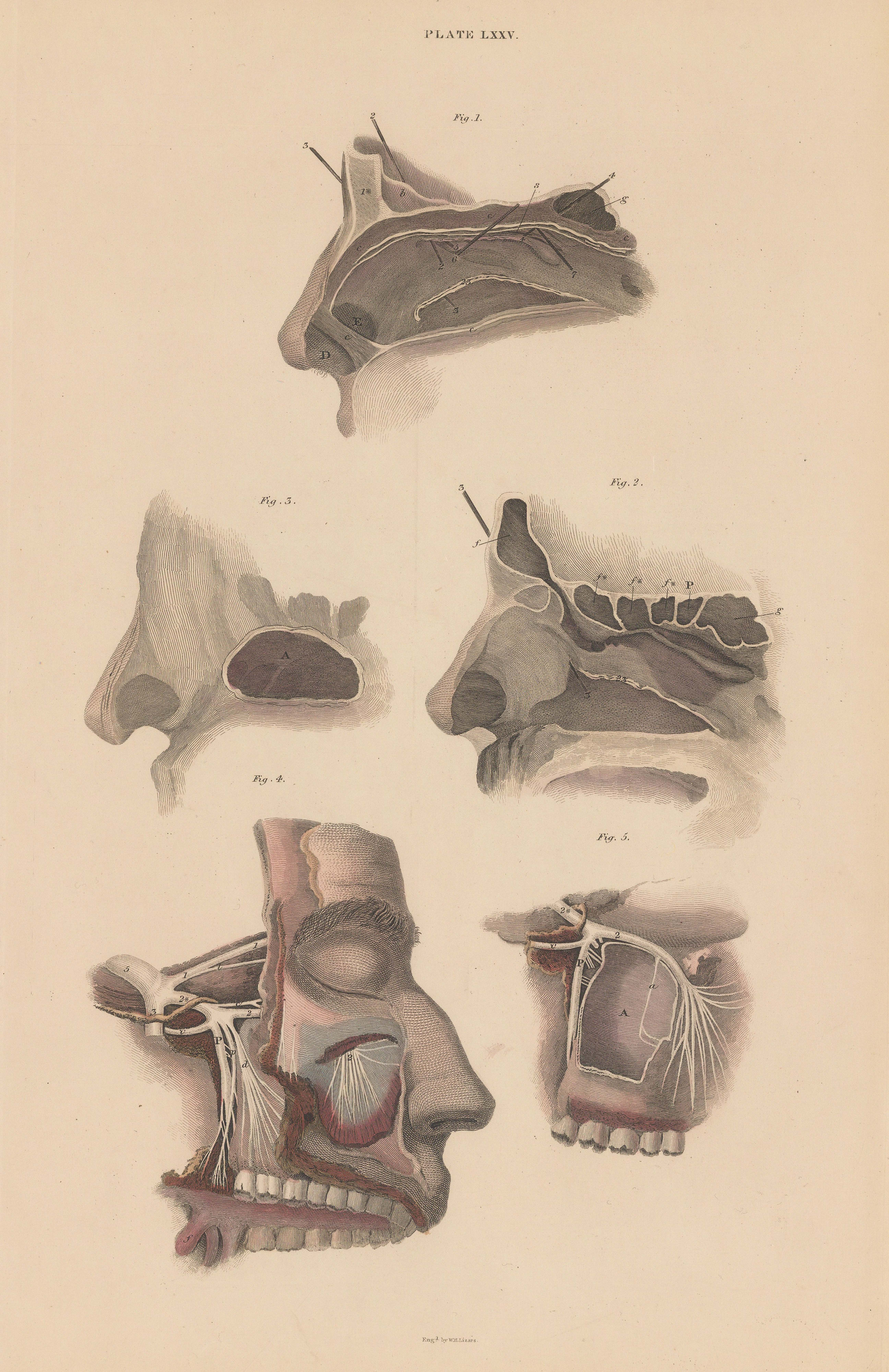 John & William Lizars, Anatomy - Nose, 1840 | The Map House