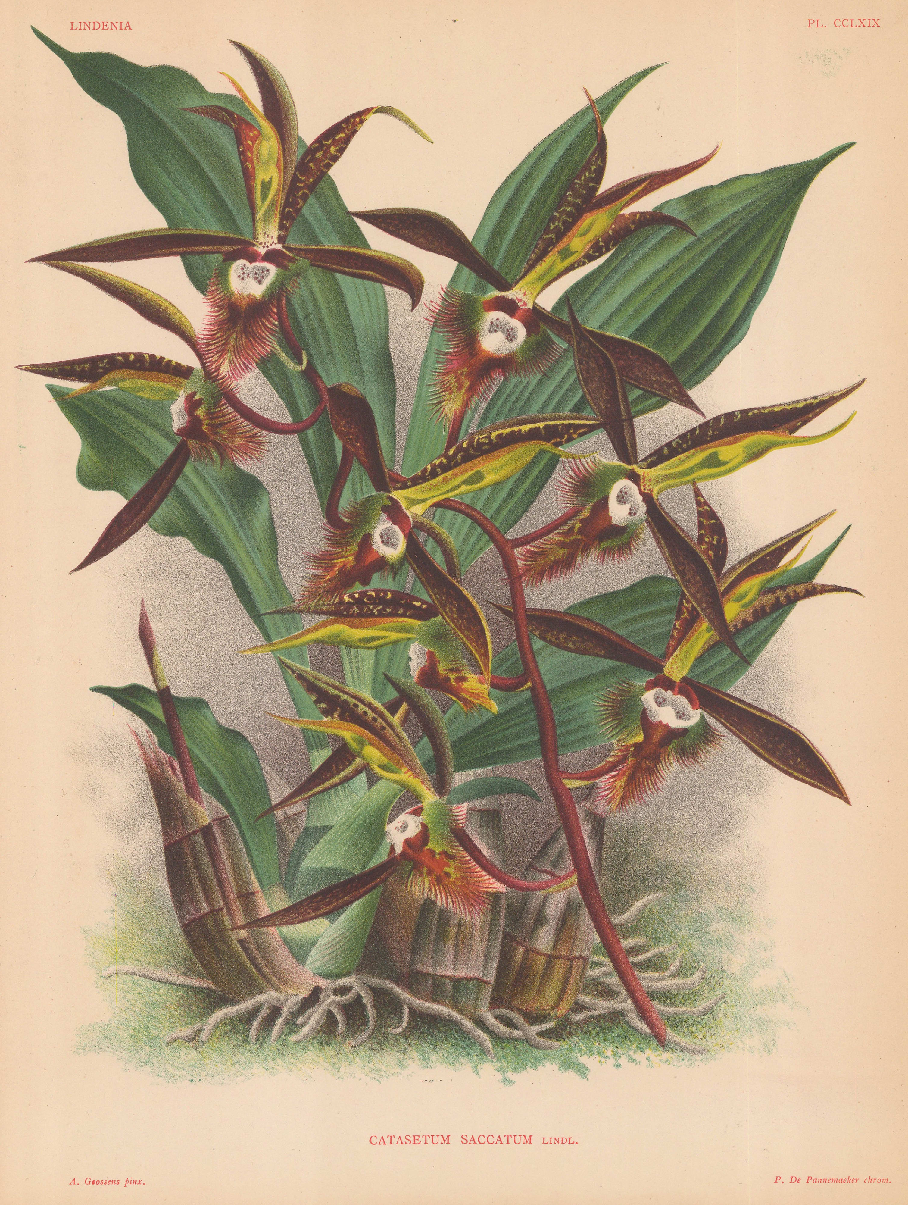 Jean Jules & Lucien Linden, Orchid - Sack-shaped Catasetum Orchid, 1892 ...