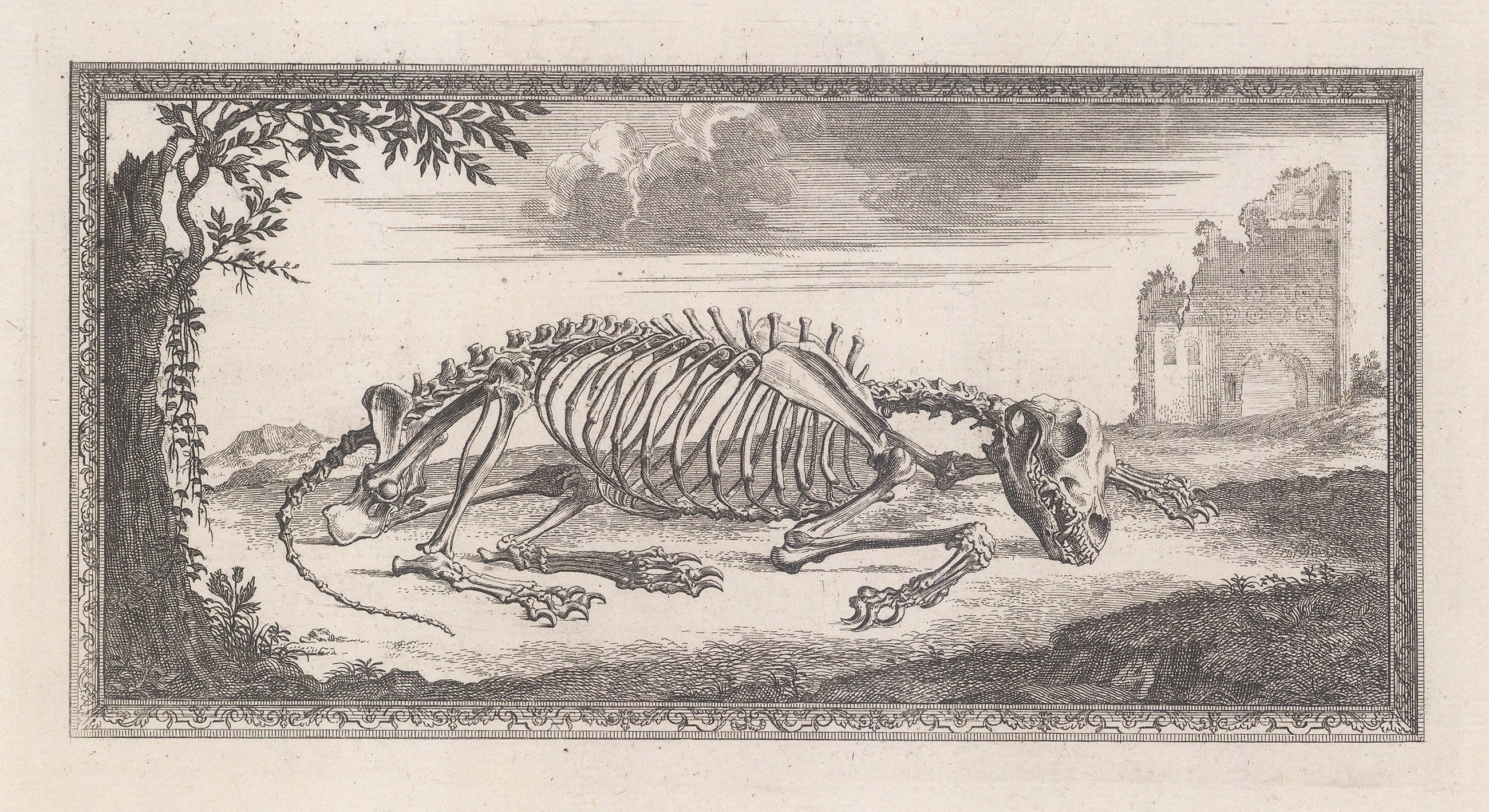 William Cheselden, Animal Anatomy - Lion, 1733 | The Map House