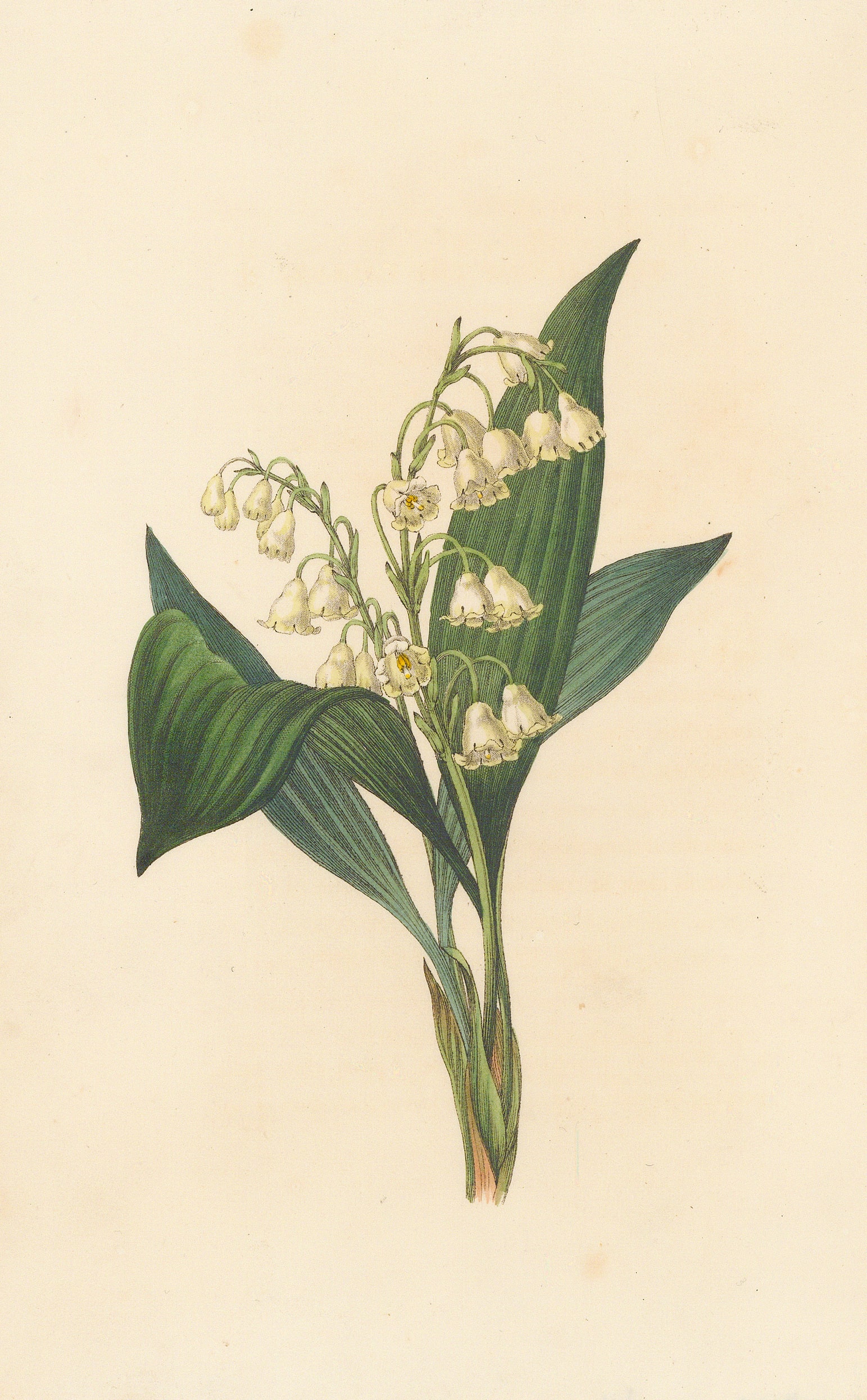 Rebecca Hey, Lily of the Valley, 1833 | The Map House