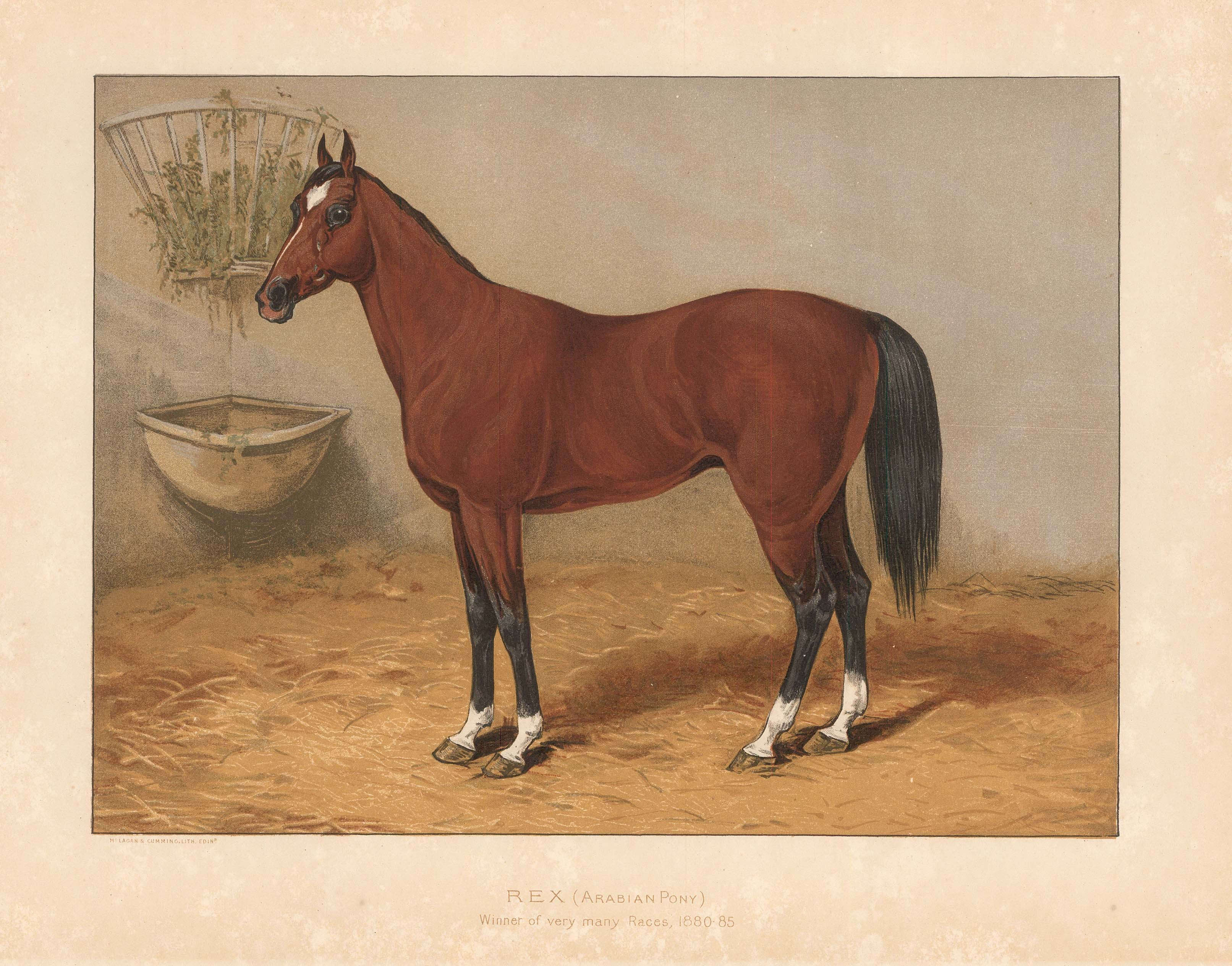 William Tweedie, Horses - Bay Arabian, Rex, 1894 | The Map House