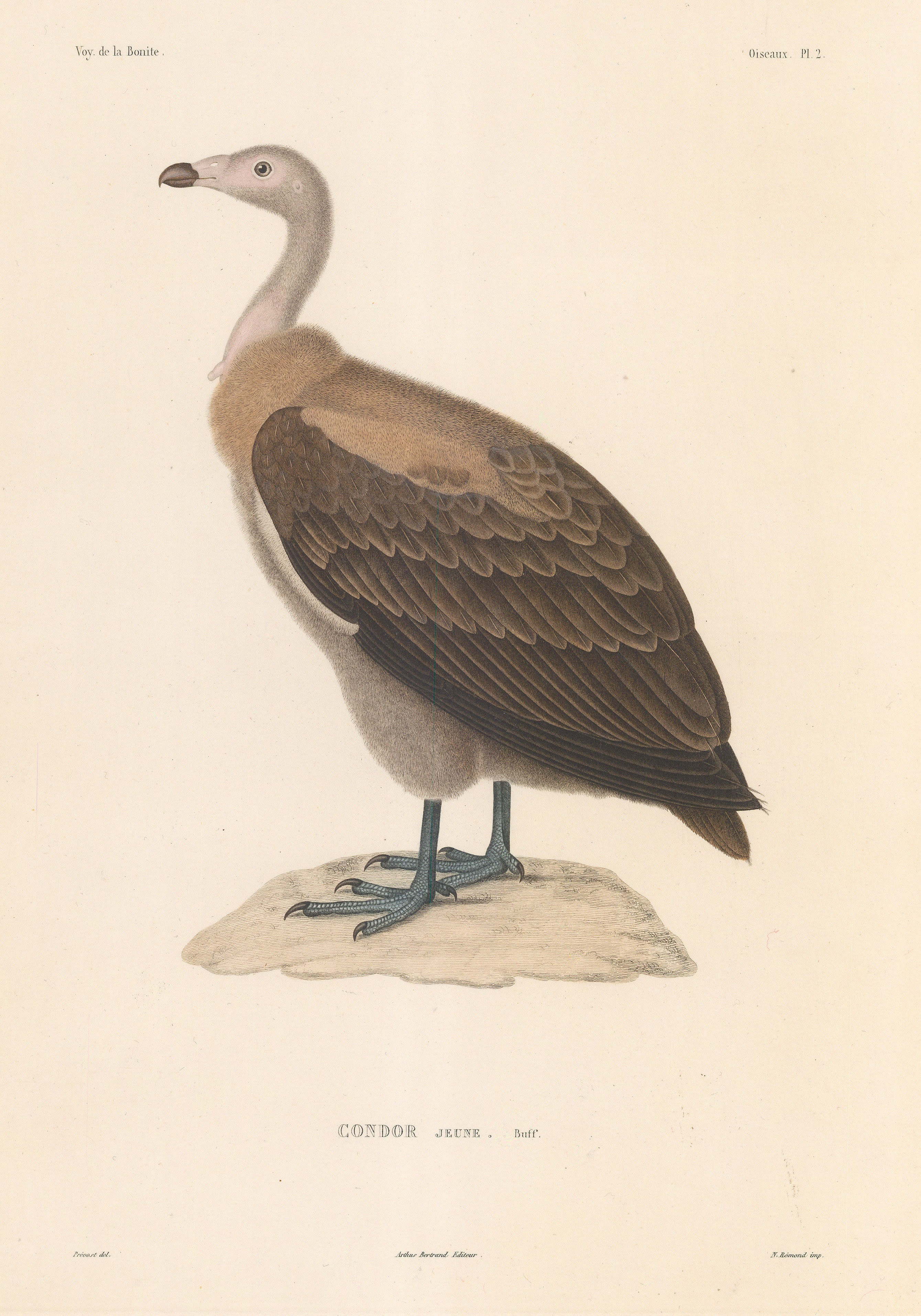 Auguste-Nicolas Vaillant, Condor, 1850 c. | The Map House