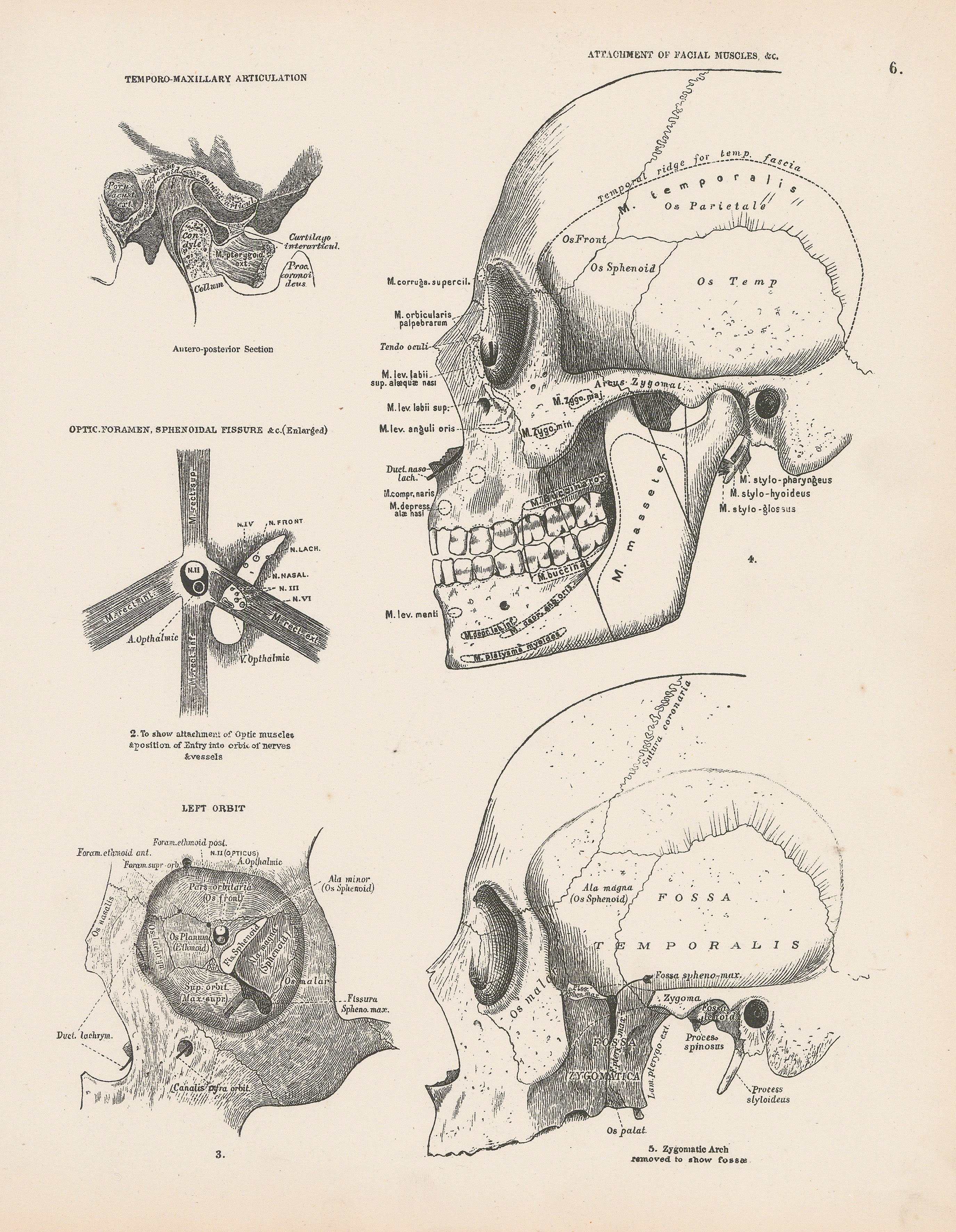 Smith, Elder & Co., Anatomy - Skull, 1880 | The Map House