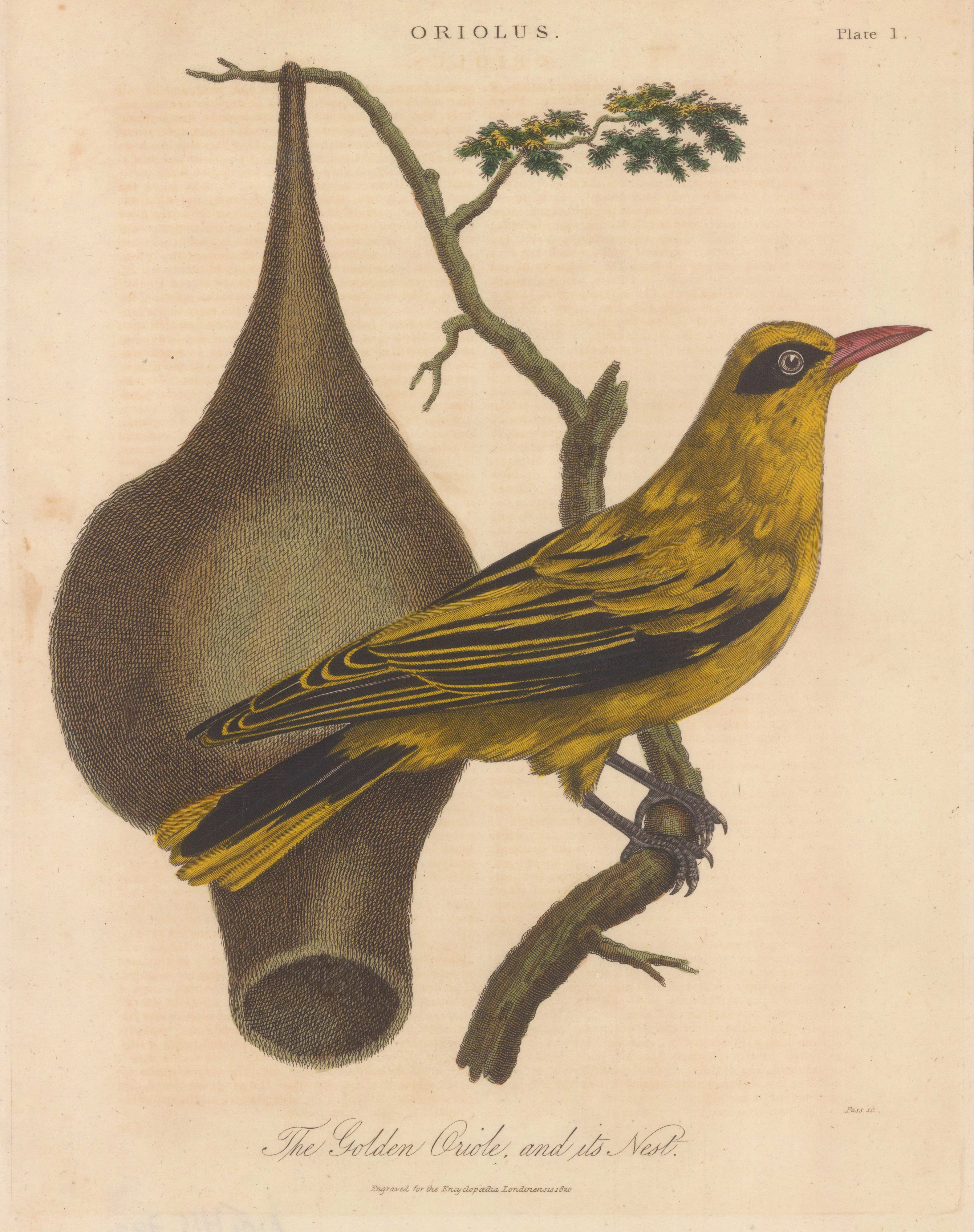 John Wilkes, Oriole - Golden Oriole, 1810 | The Map House