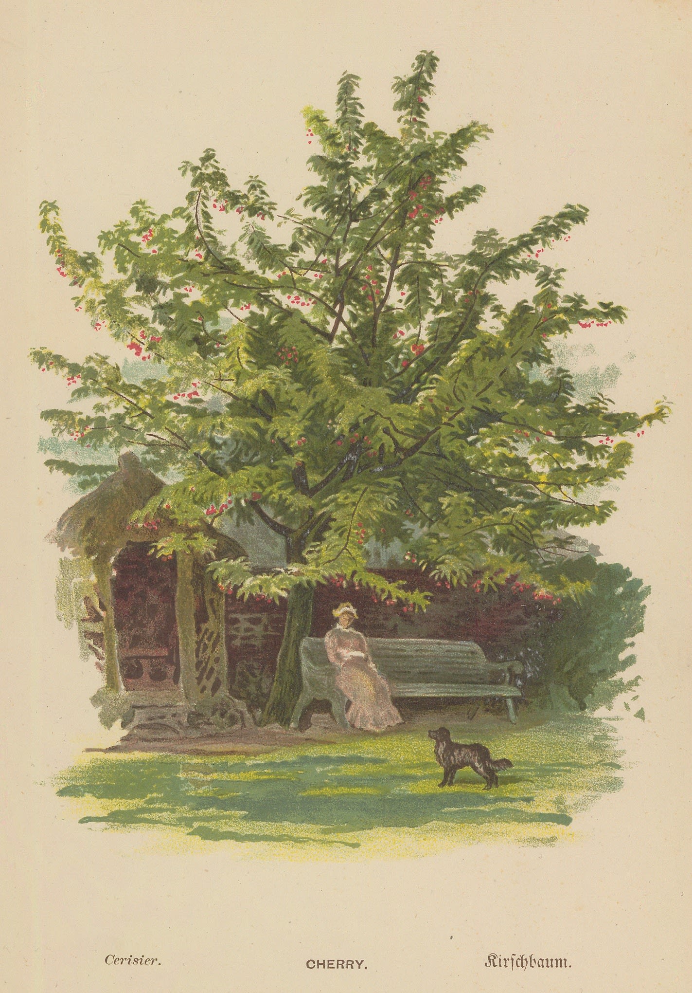 George Boulger, Cherry Tree, 1875 | The Map House