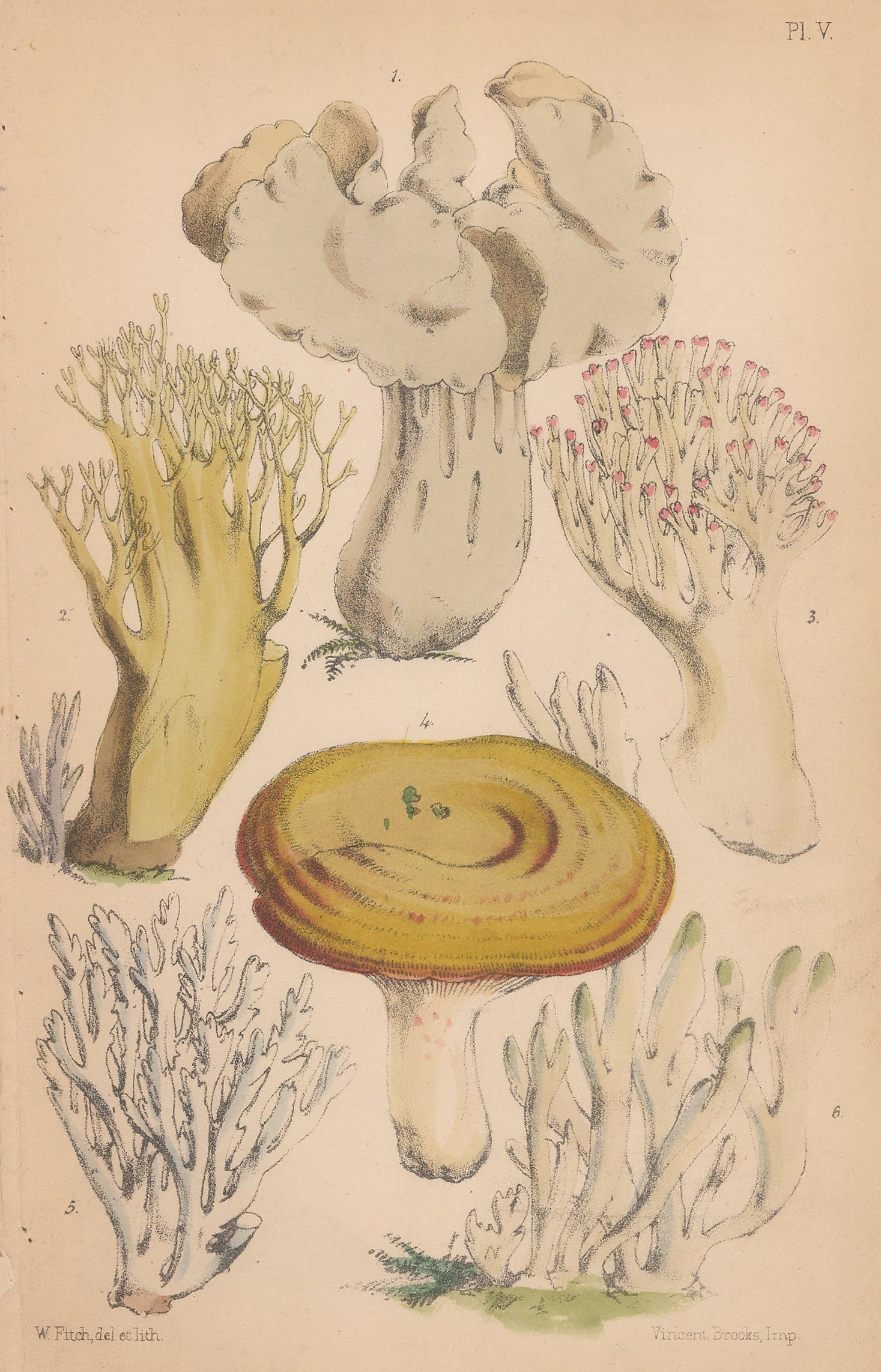 Charles Badham, Mushrooms - English Fungi, 1863 | The Map House