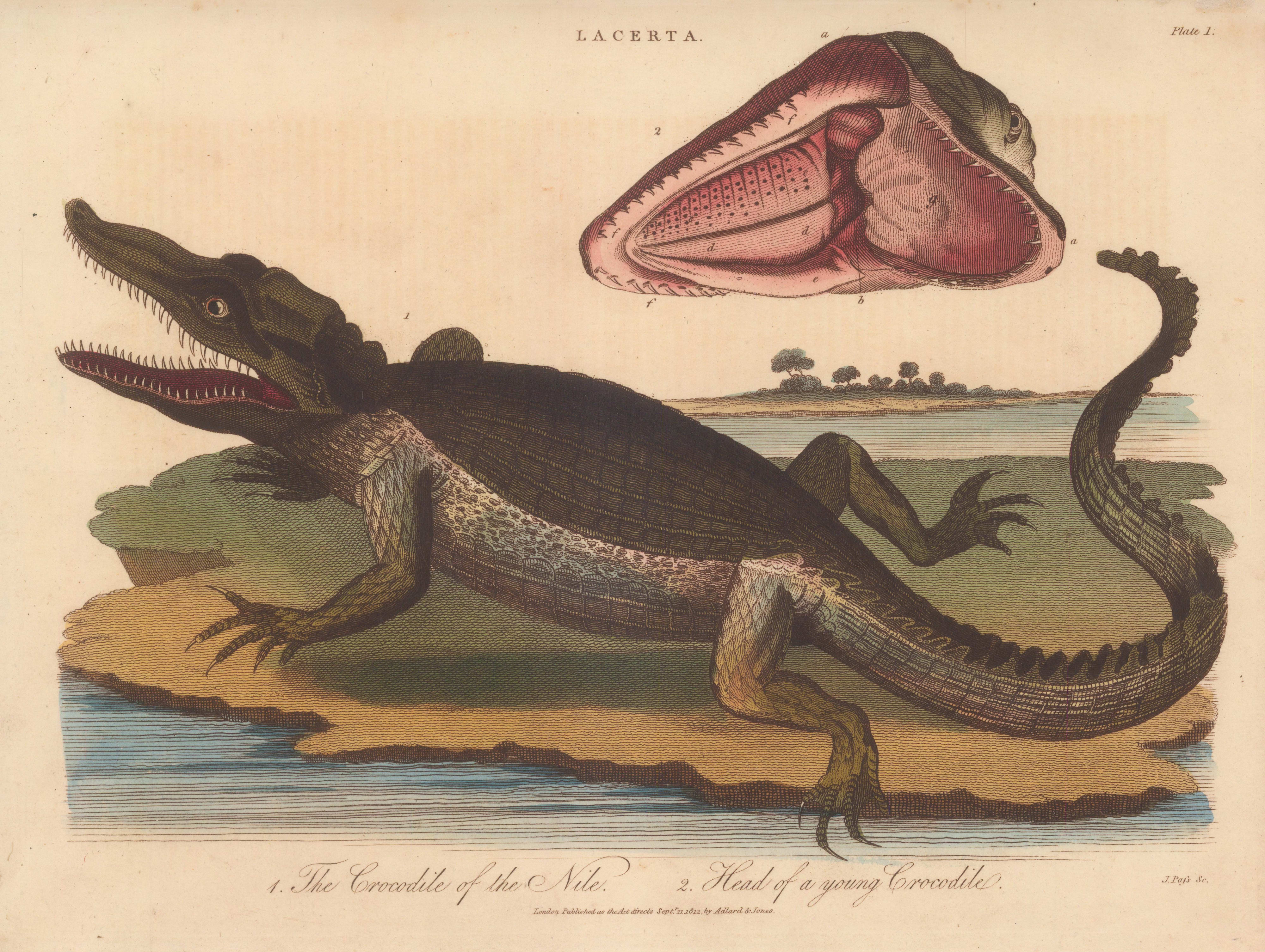 John Wilkes, Crocodile, 1814 | The Map House