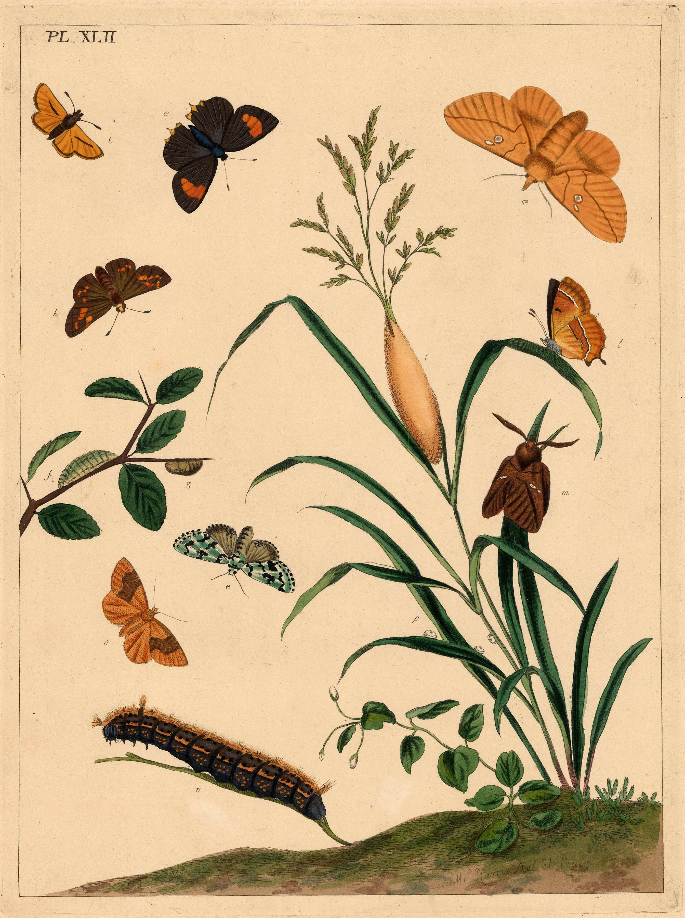 Moses Harris, Butterflies - Moths and Caterpillars, 1840 | The Map House