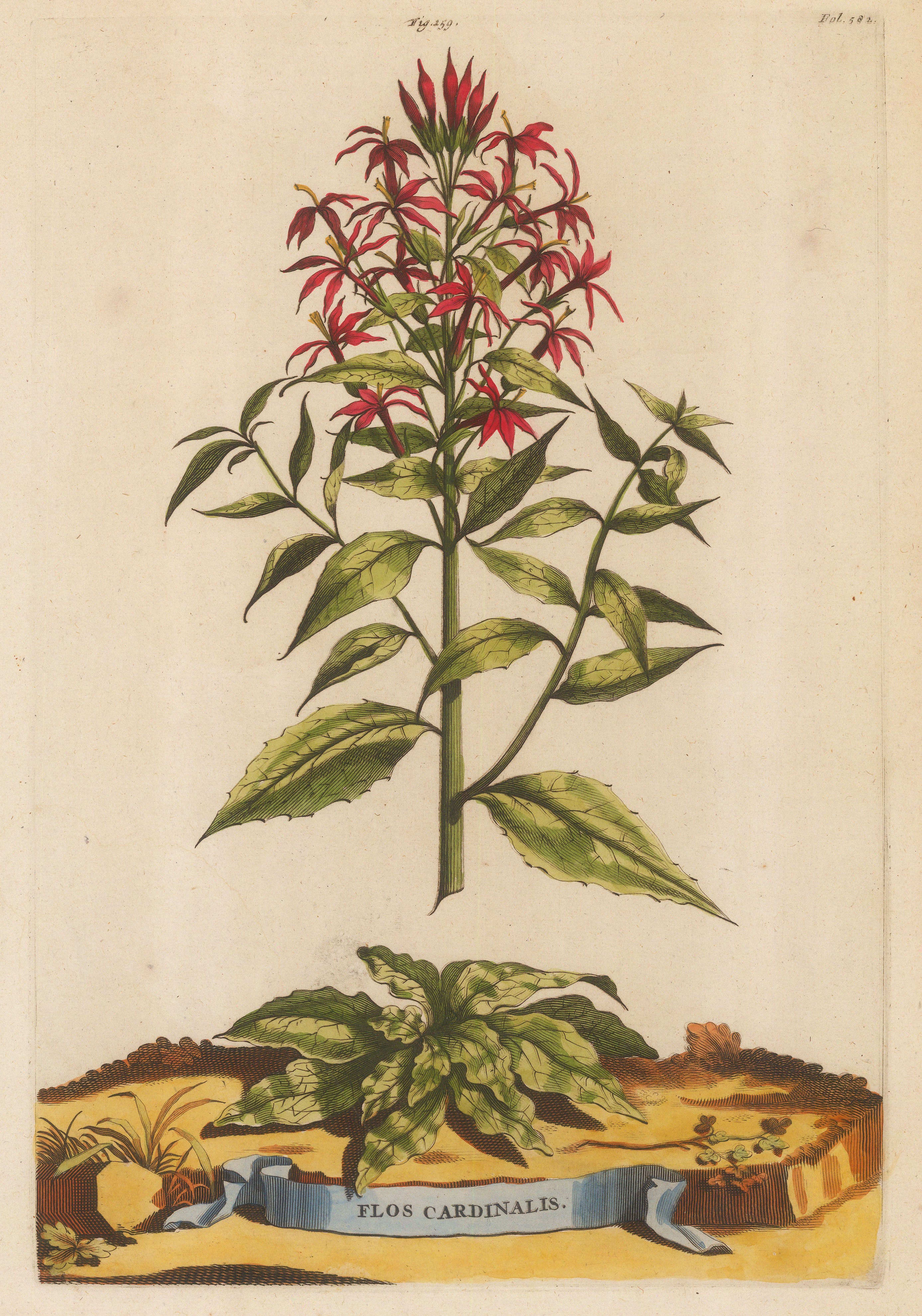 Abraham Munting, Cardinal Flower, 1696 | The Map House