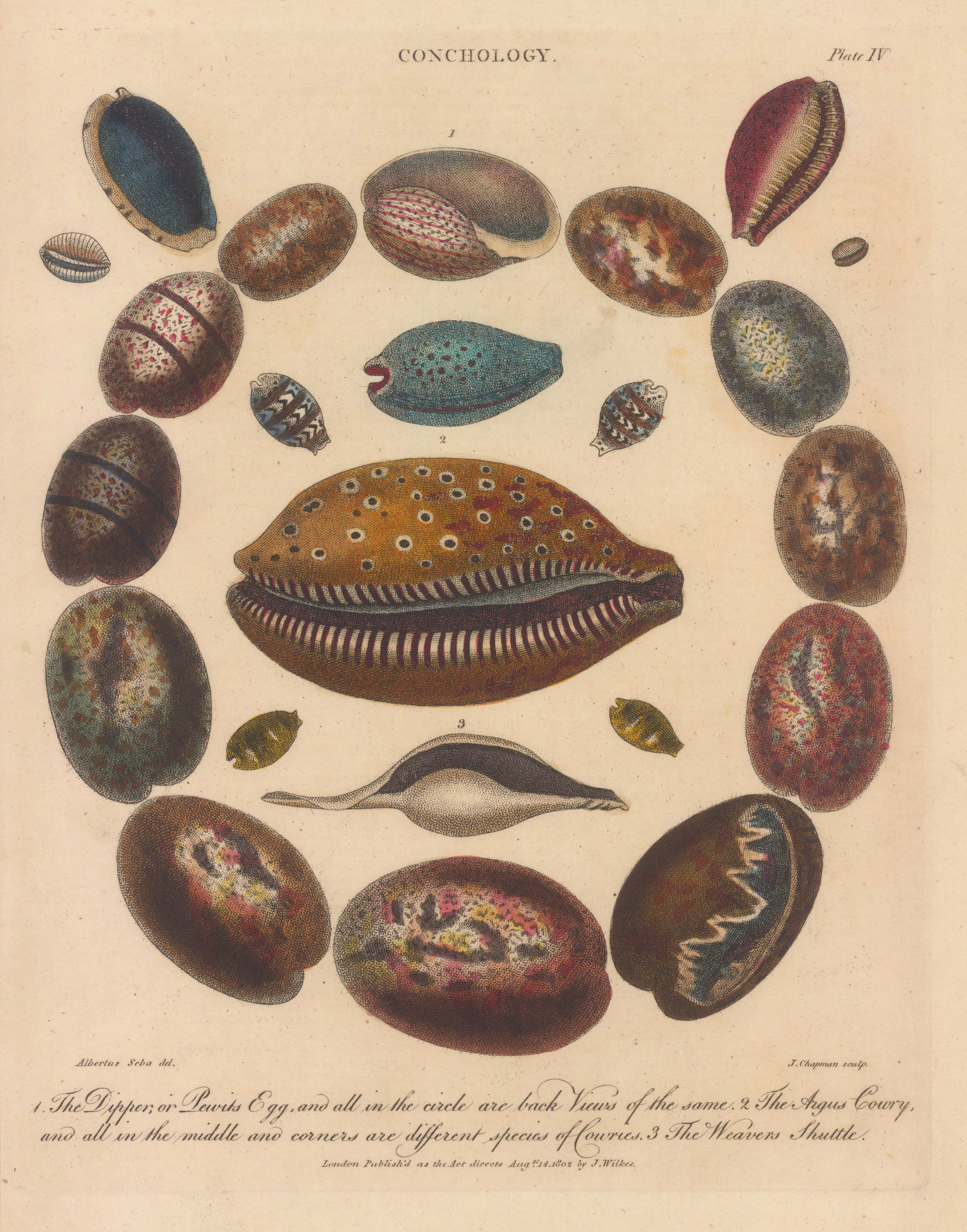 John Wilkes, Shells - Conchology, 1810 | The Map House