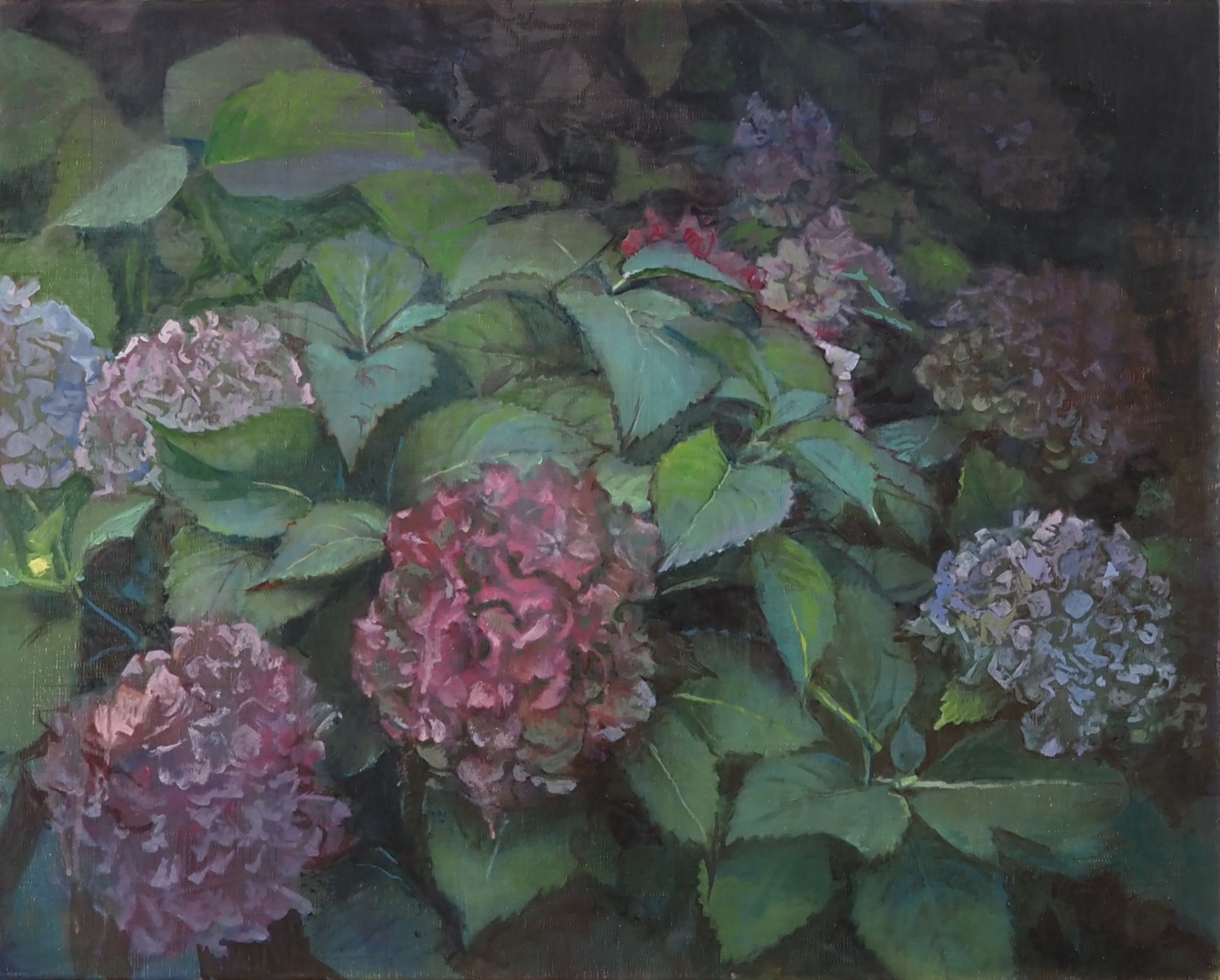 Maeve McCarthy, Hydrangea macrophylla | Molesworth Gallery