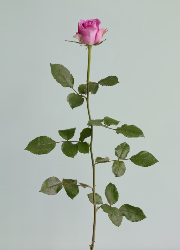 Heeseung Chung | Gallery Baton