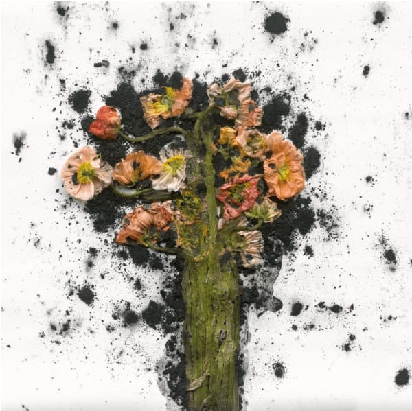 Adam Fuss | Edwynn Houk Gallery