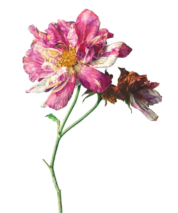 Rosie Sanders Works Jonathan Cooper