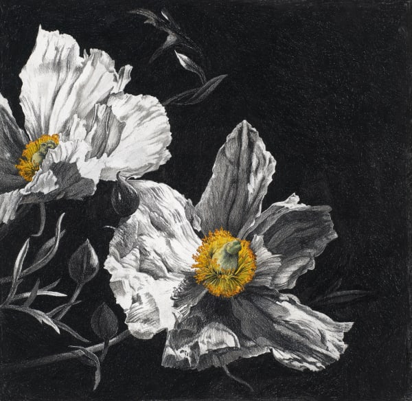 Rosie Sanders Works Jonathan Cooper