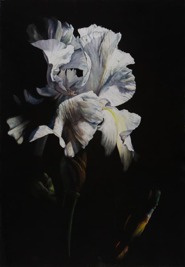 Rosie Sanders Works Jonathan Cooper