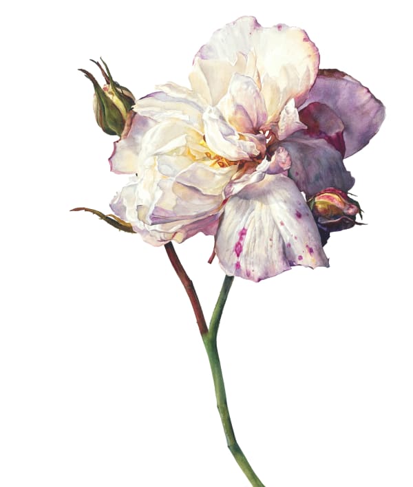 Rosie Sanders Works Jonathan Cooper