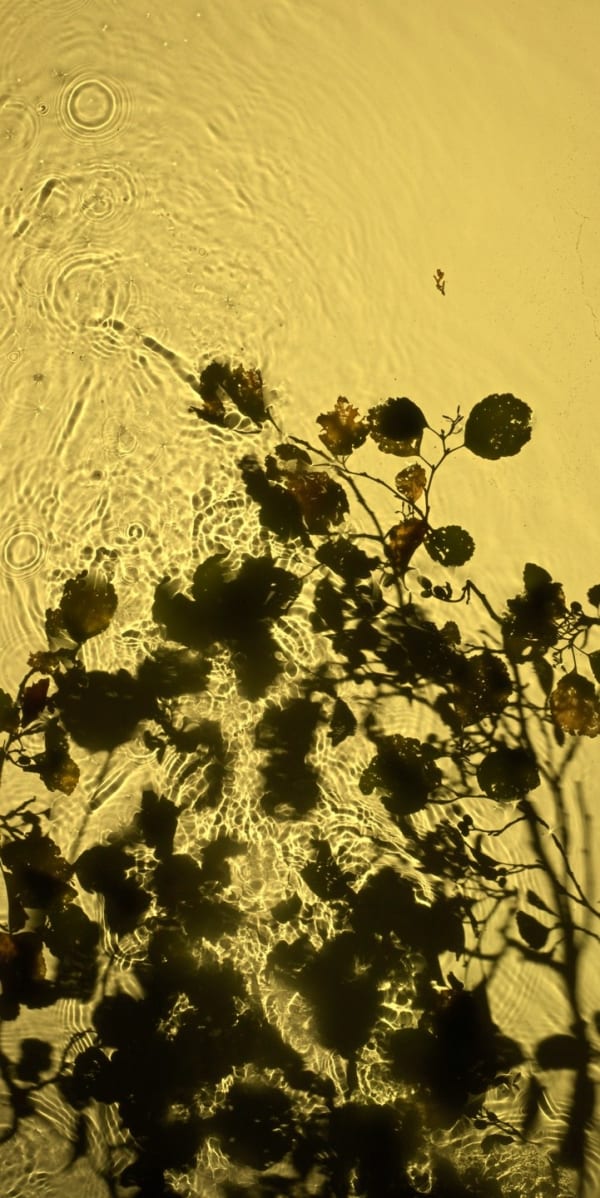 Susan Derges - Works | Purdy Hicks Gallery