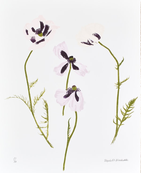 Elizabeth Blackadder RSA - Works | Royal Scottish Academy