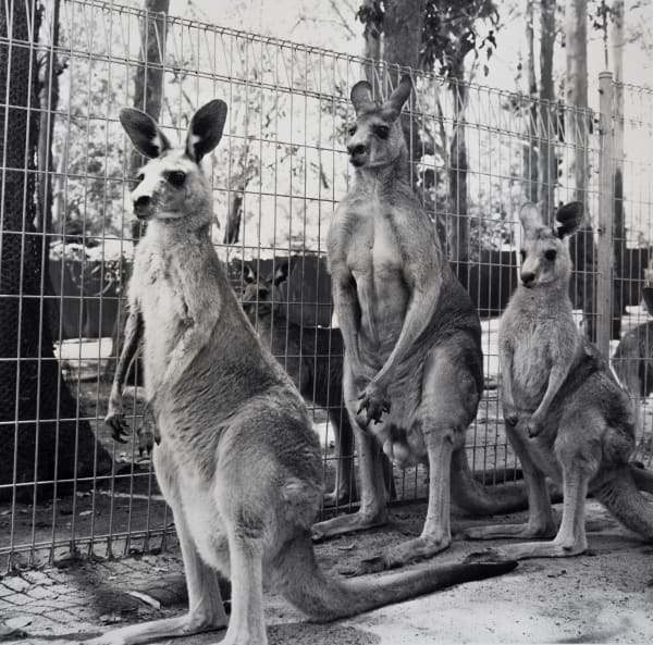 Peter Peryer | {Suite} Gallery